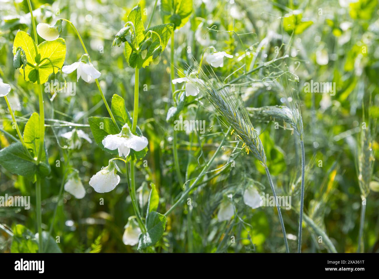 Feld mit Mischkultur von Getriede als Rankhilfe und Erbsen Pisum ...