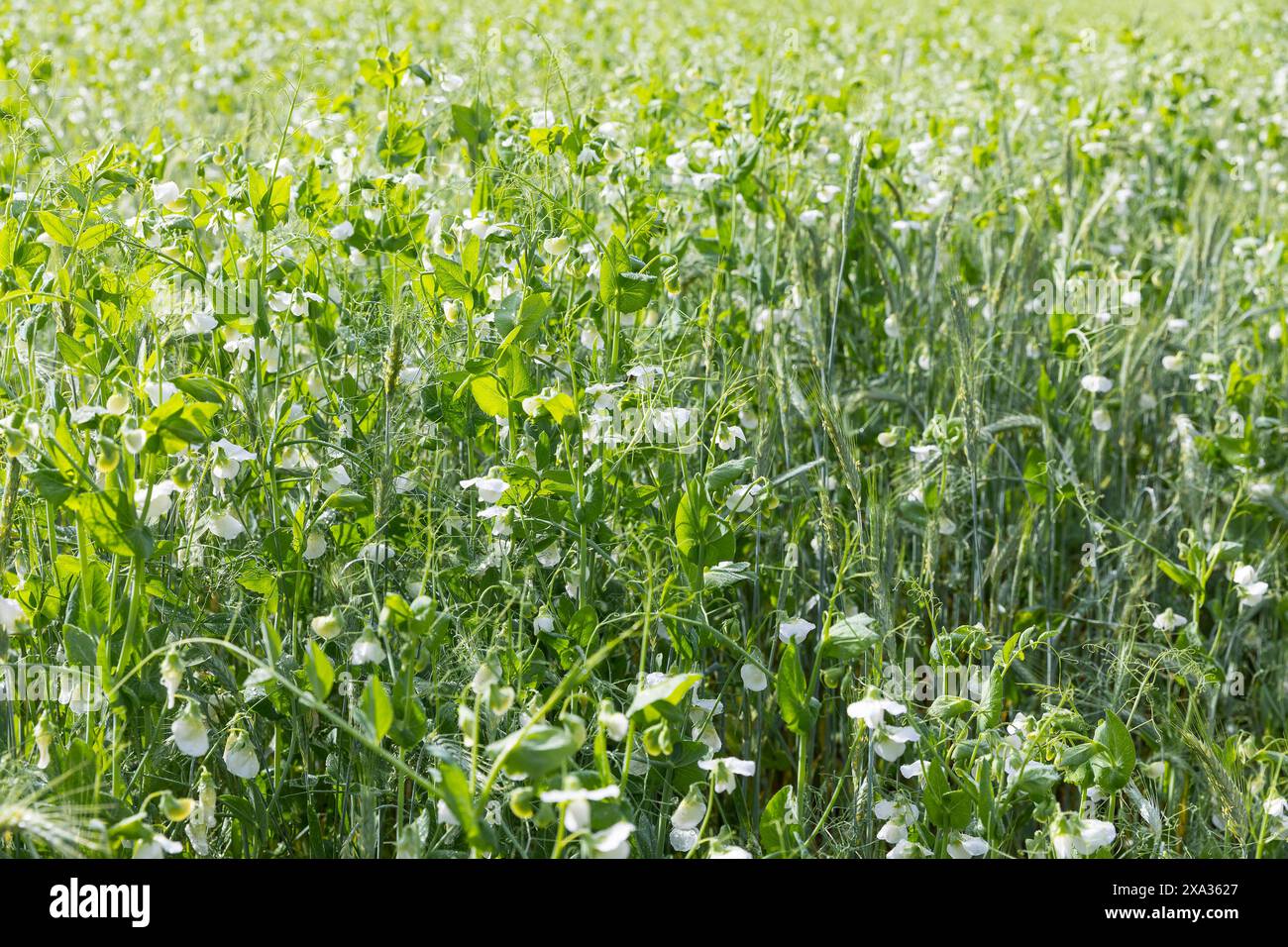 Feld mit Mischkultur von Getriede als Rankhilfe und Erbsen Pisum ...