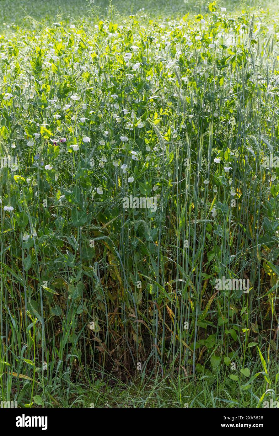 Erbsen anbauen hi-res stock photography and images - Alamy