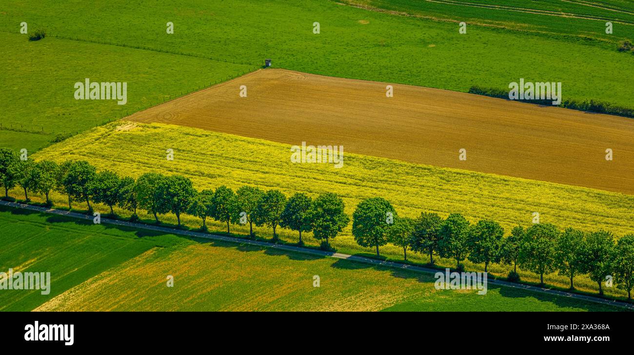 Aerial view, meadows and rapeseed fields, avenue of trees along a road ...