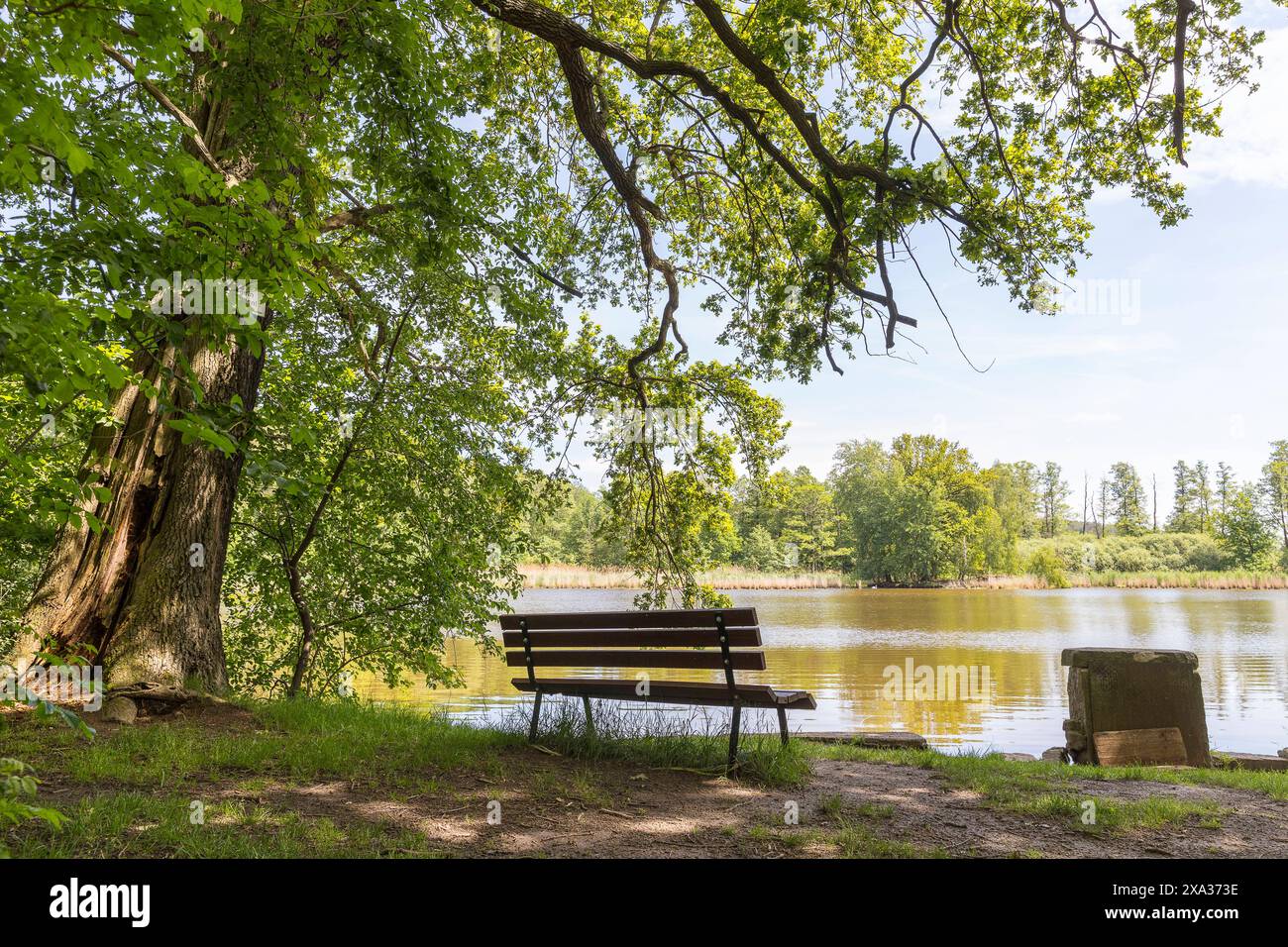 Fünfhufenteich bei Ottendorf-Okrilla, Sachsen, Deutschland ...