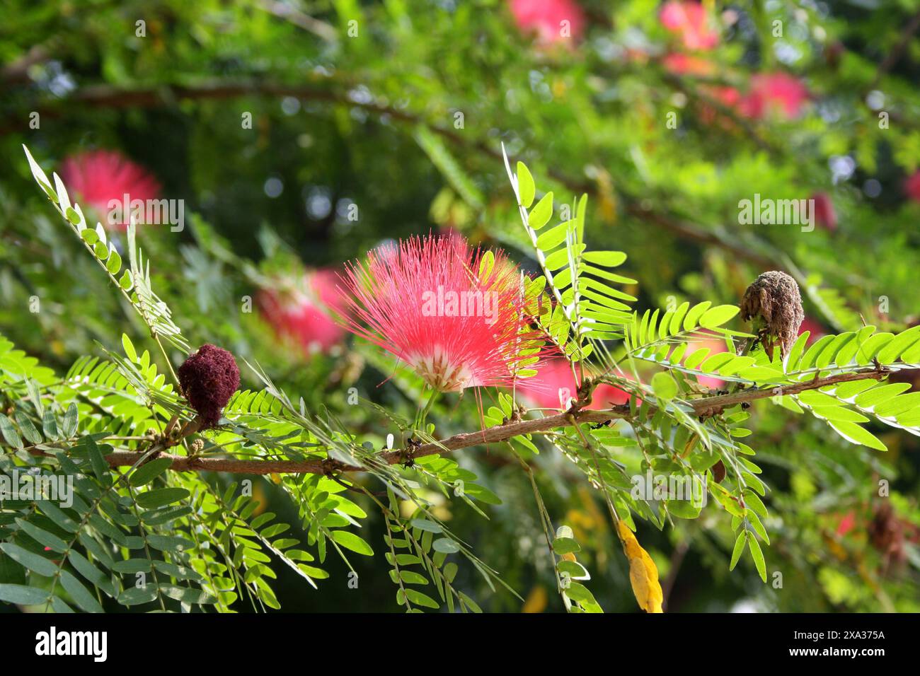 Red powder puff flower (Calliandra haematocephala) in bloom : (pix ...