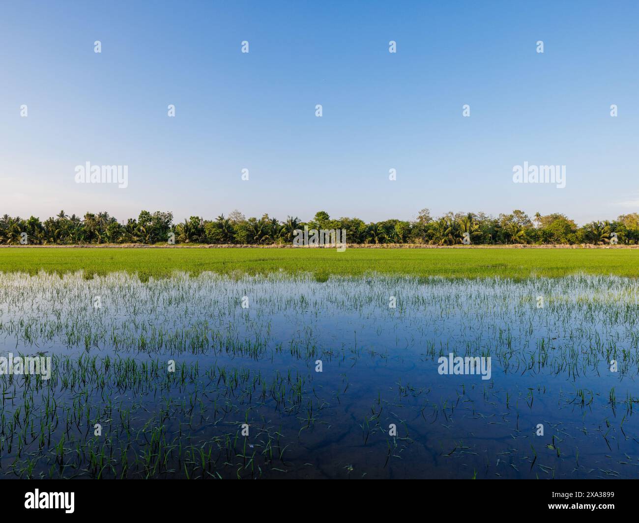 Rice thailand water hi-res stock photography and images - Alamy