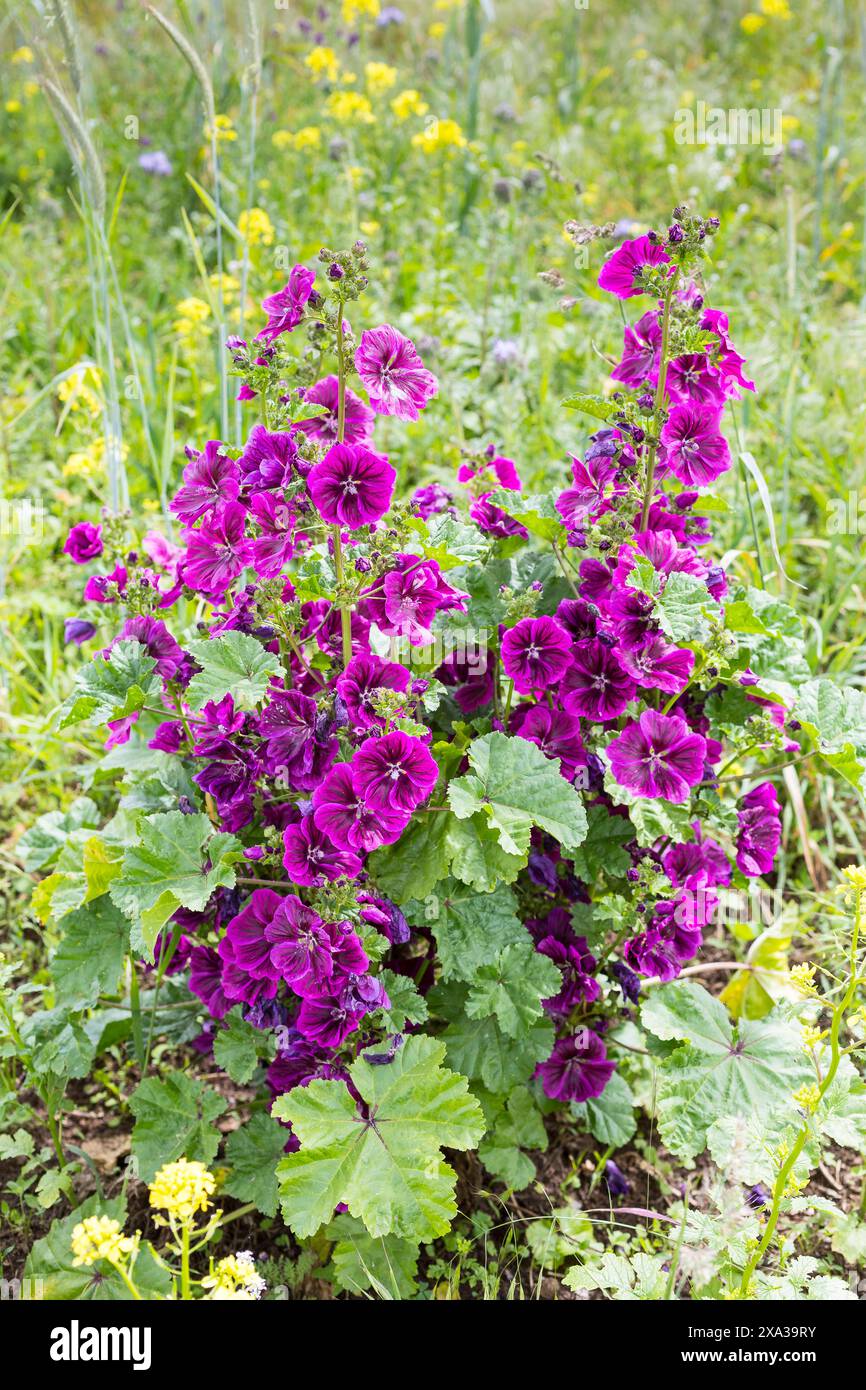 Bienenfutter feld hi-res stock photography and images - Alamy