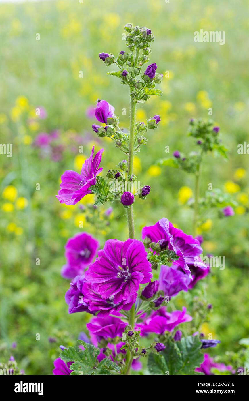 Bienenfutter feld hi-res stock photography and images - Alamy