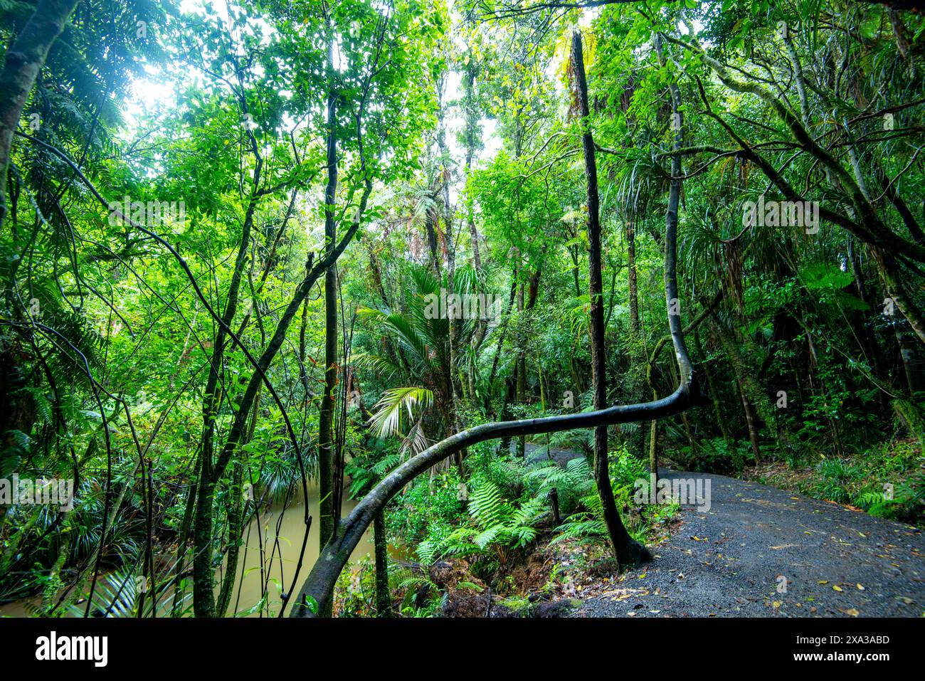 Waireinga reserve hi-res stock photography and images - Alamy