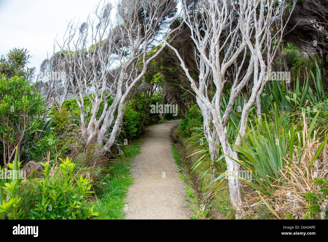 Mercer Bay Loop Walk - New Zealand Stock Photo - Alamy