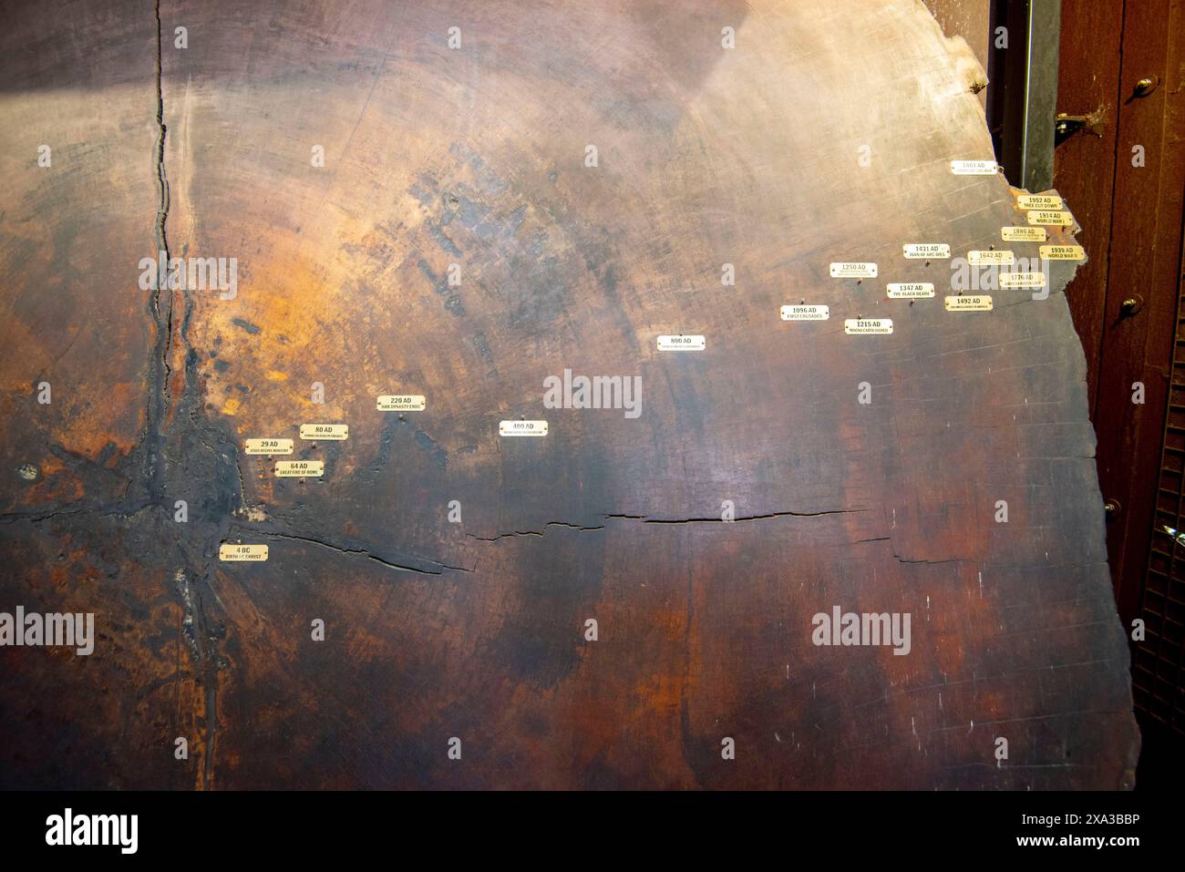 Cross Section of a 2000-year Old Giant Sequoia Stock Photo - Alamy