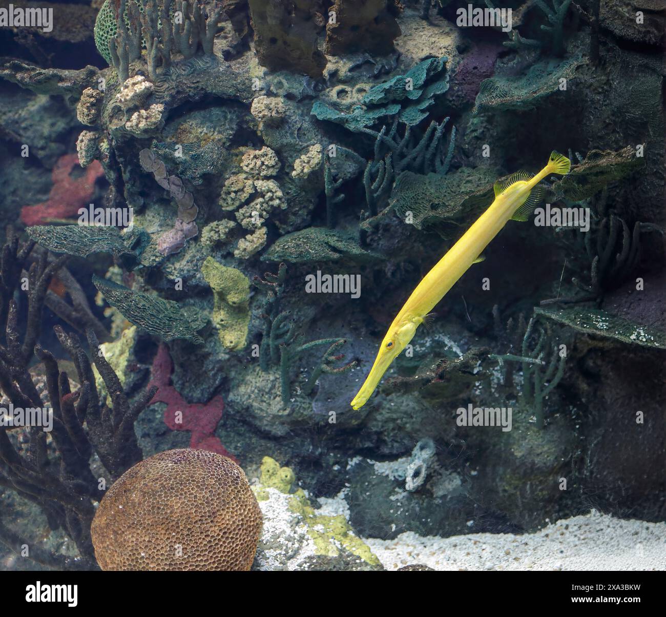 Yellow trumpet fish hi-res stock photography and images - Alamy