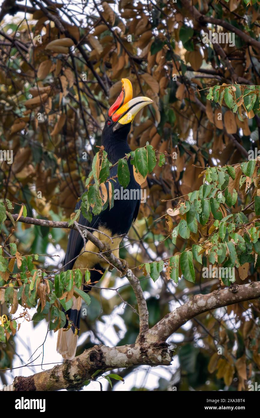 Rhinoceros Hornbill - Buceros rhinoceros, large beautiful iconic bird ...