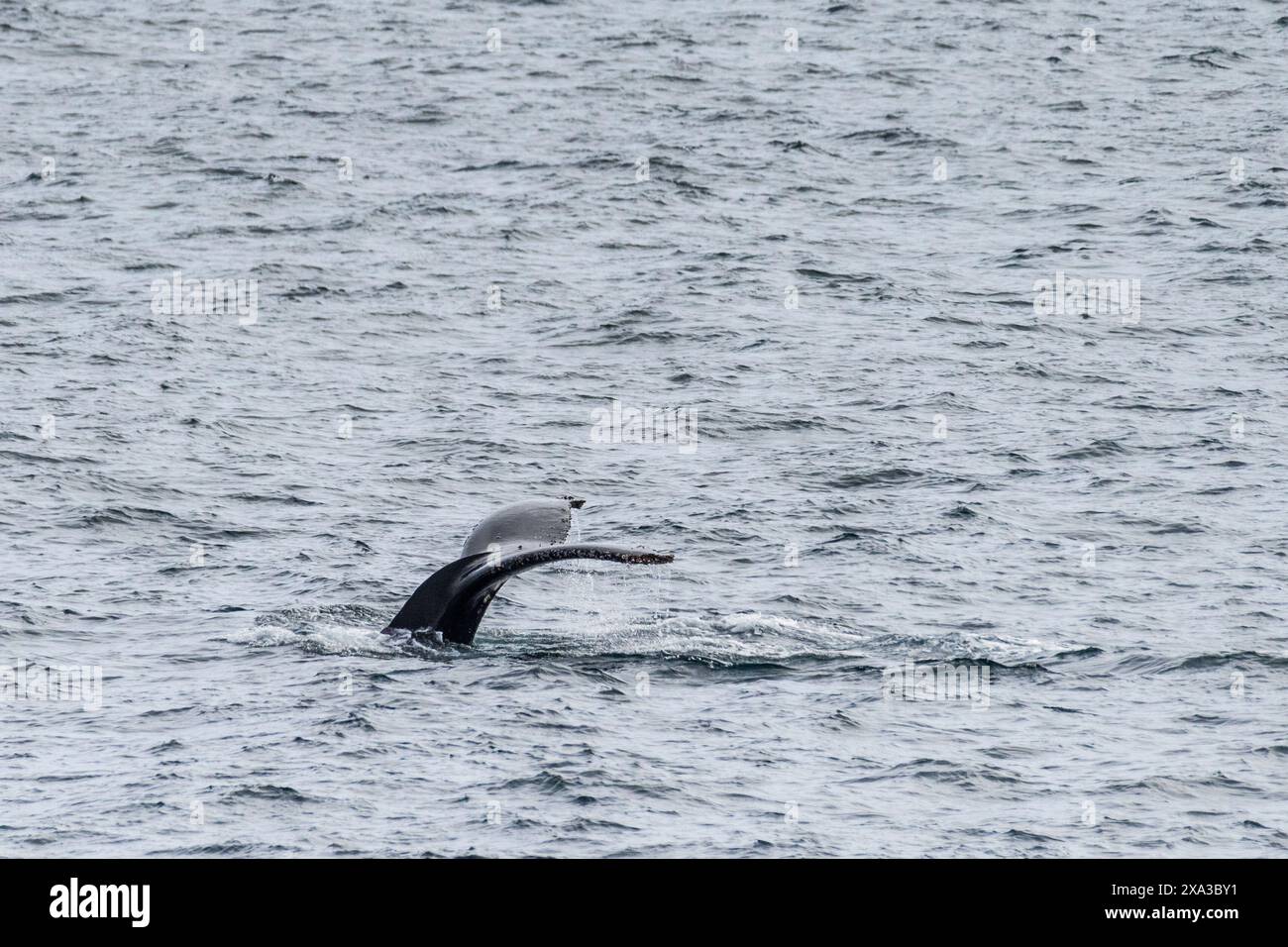 Impression of the Scenery near Anvers Island, on the Antarctic ...