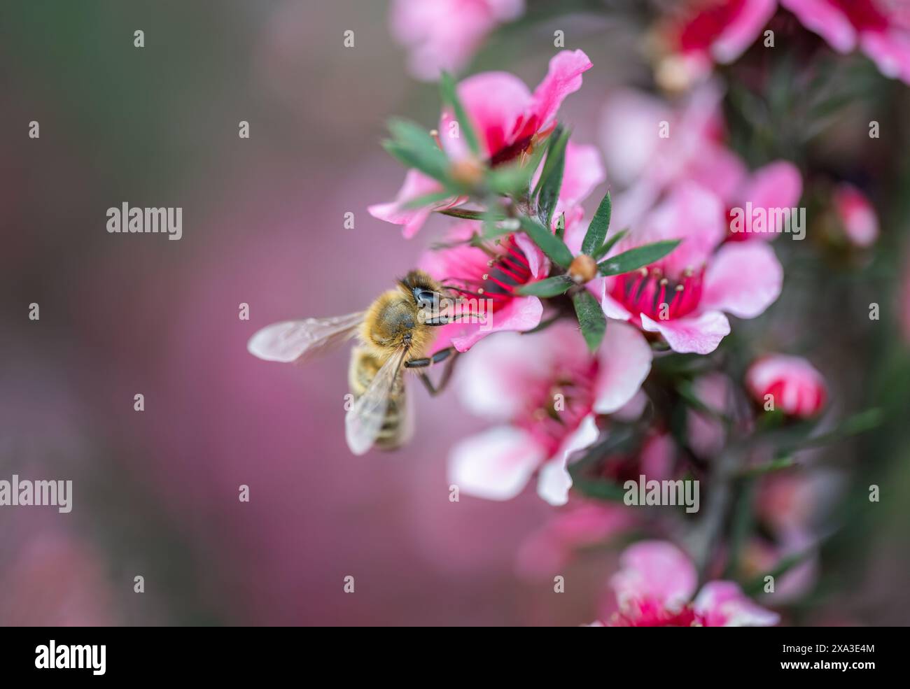Honey bee collecting nectar and pollen from manuka flowers ...