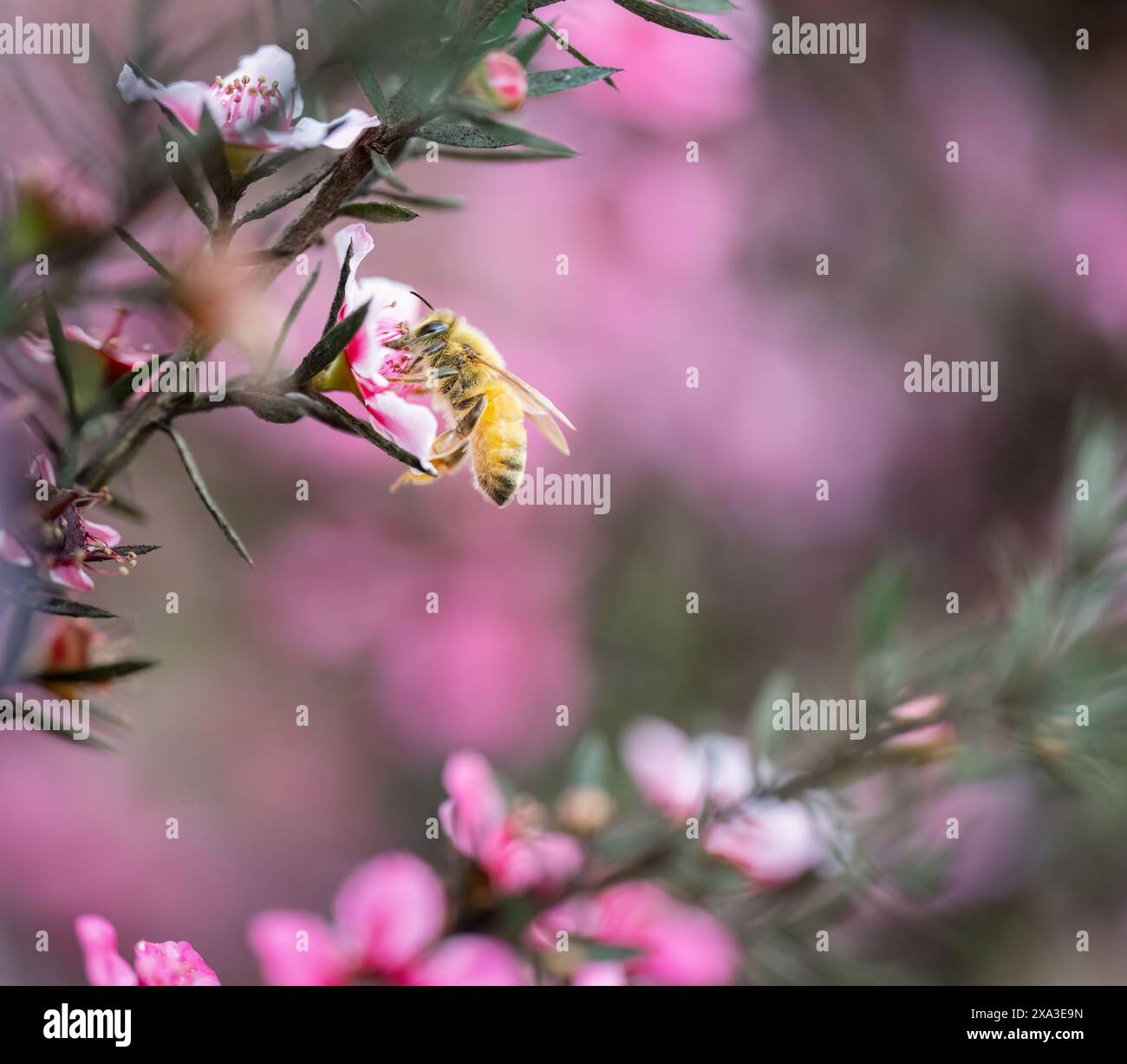 Honey bee collecting nectar and pollen from pink manuka flowers ...