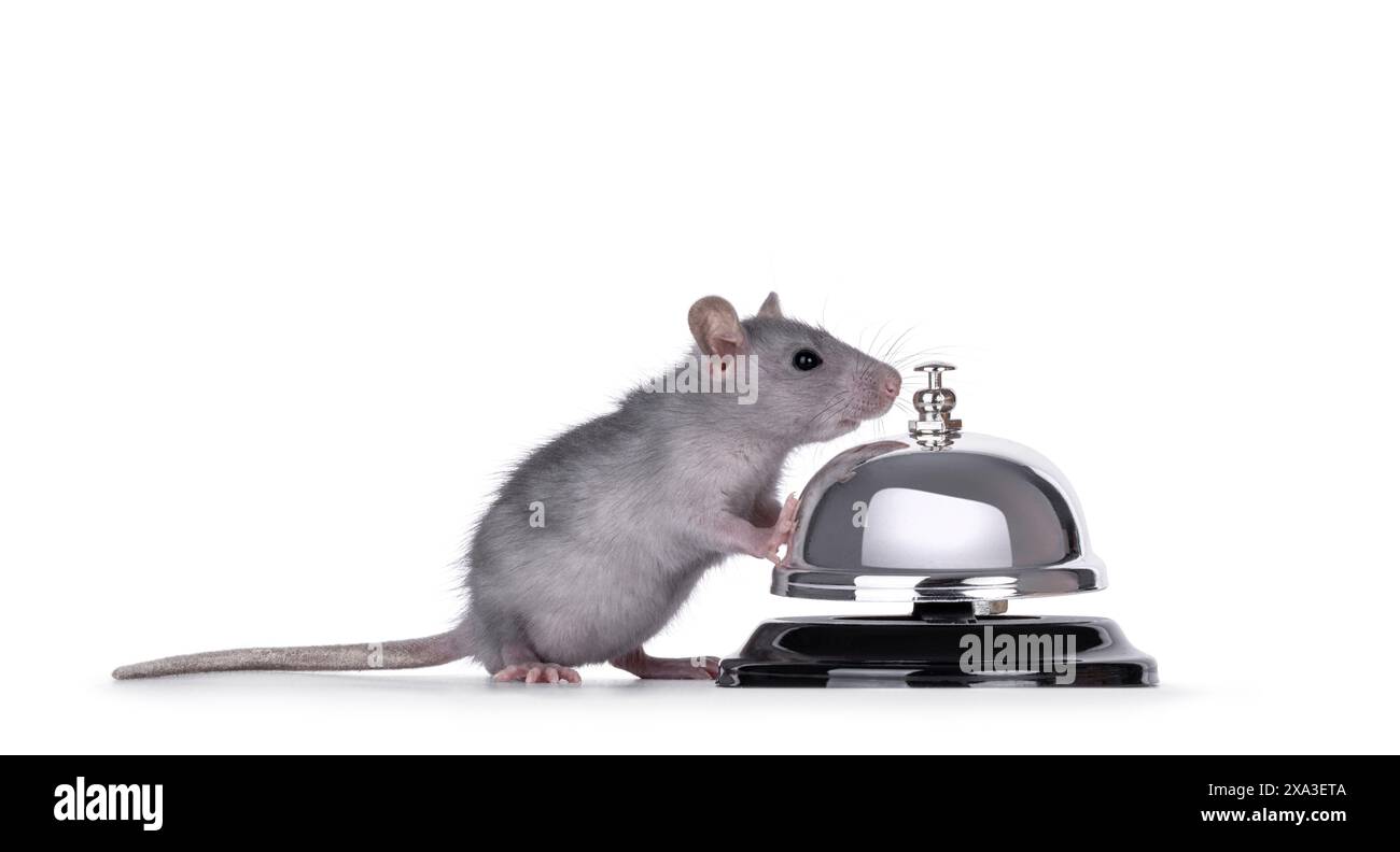 Cute grey baby rat, sitting beside shiny table bell. Isolated on a ...
