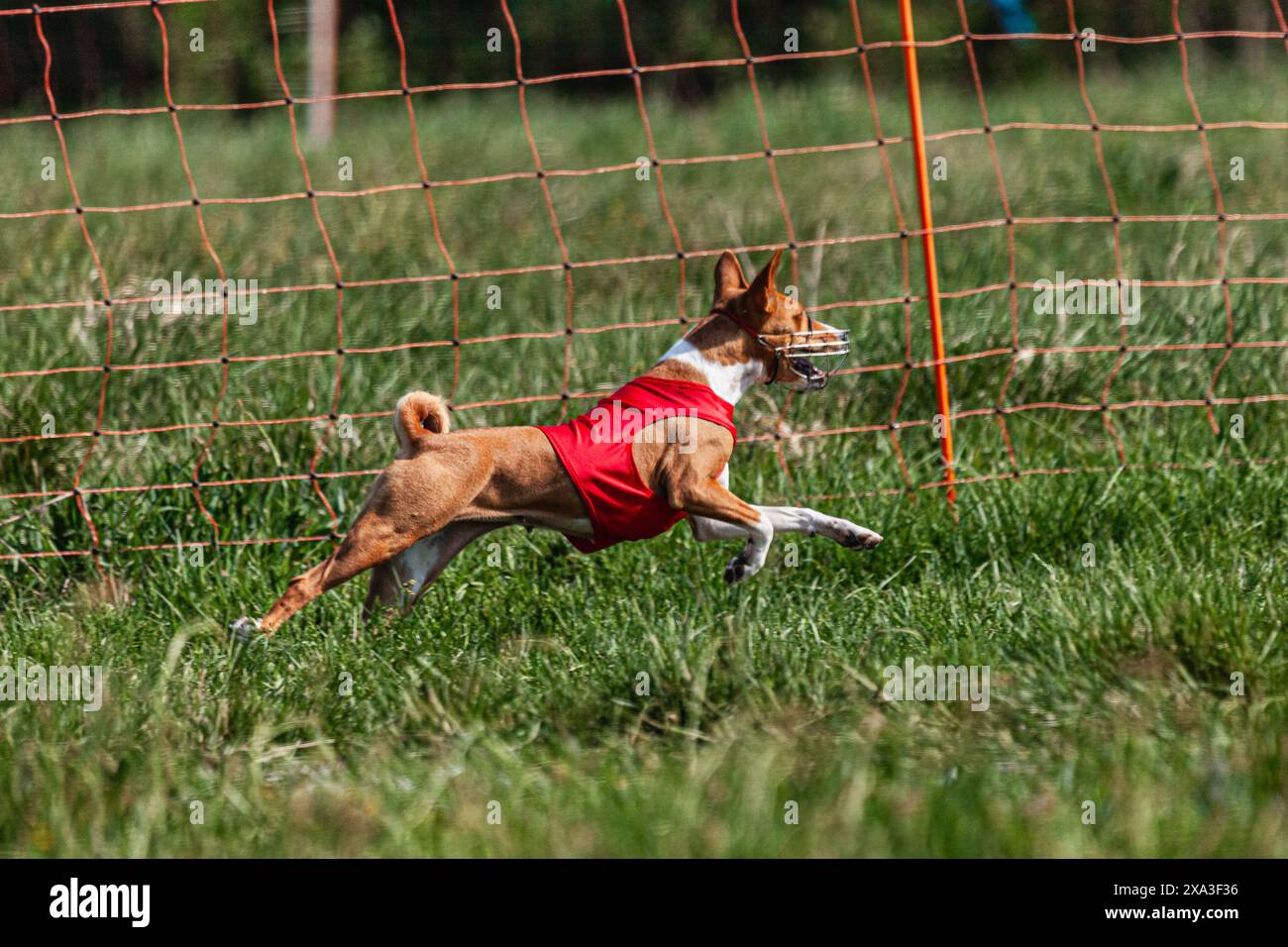 Basenji dog running in red jacket on coursing green field Stock Photo ...