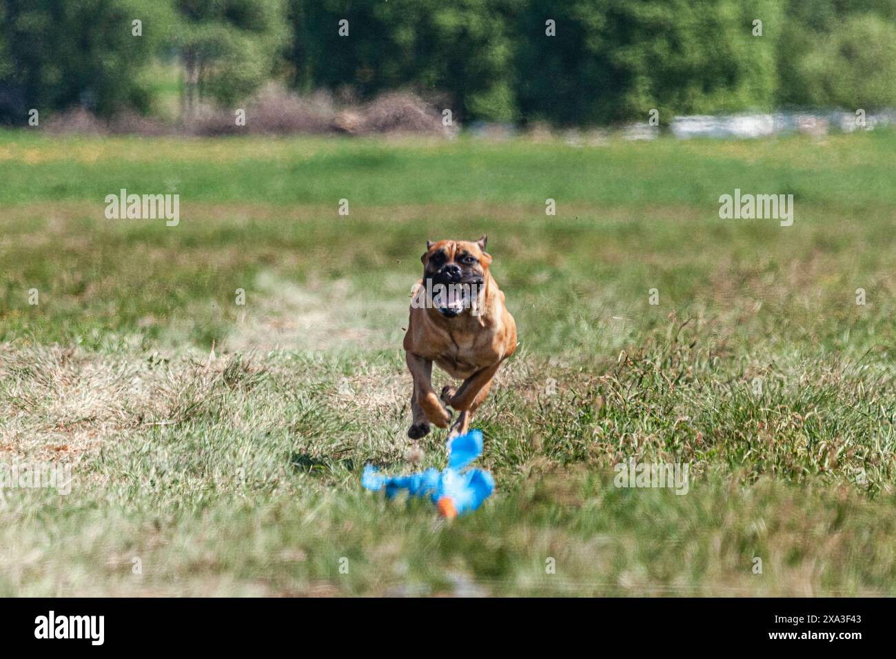 Cane Corso running across the field Stock Photo - Alamy