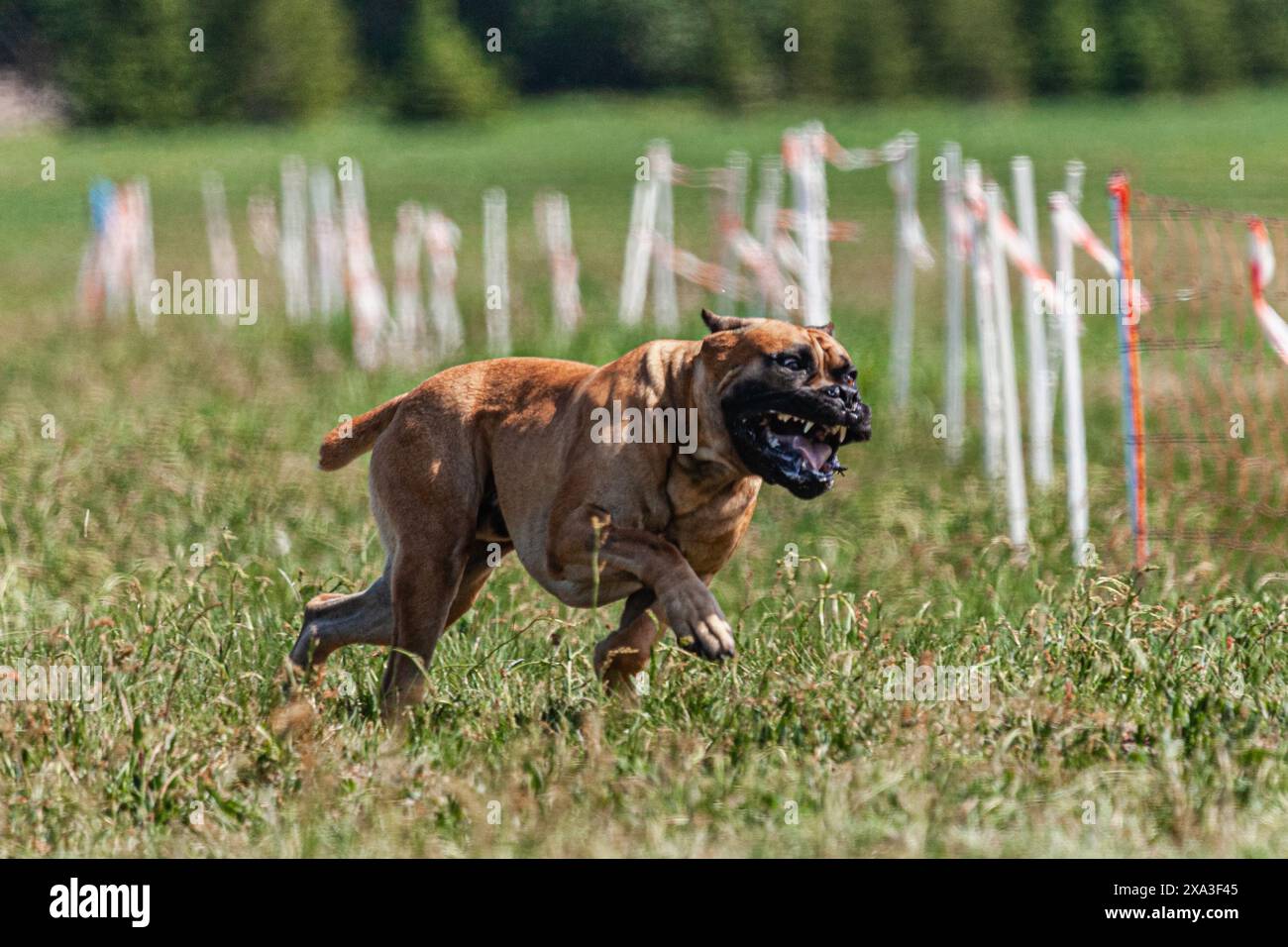 Cane Corso running across the field Stock Photo - Alamy