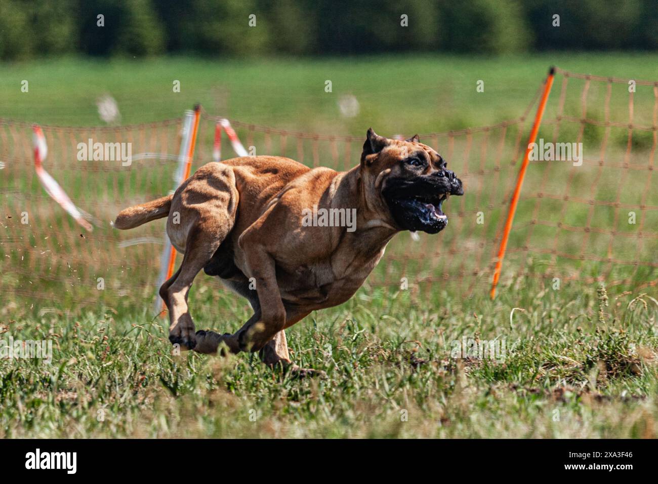 Cane Corso running across the field Stock Photo - Alamy