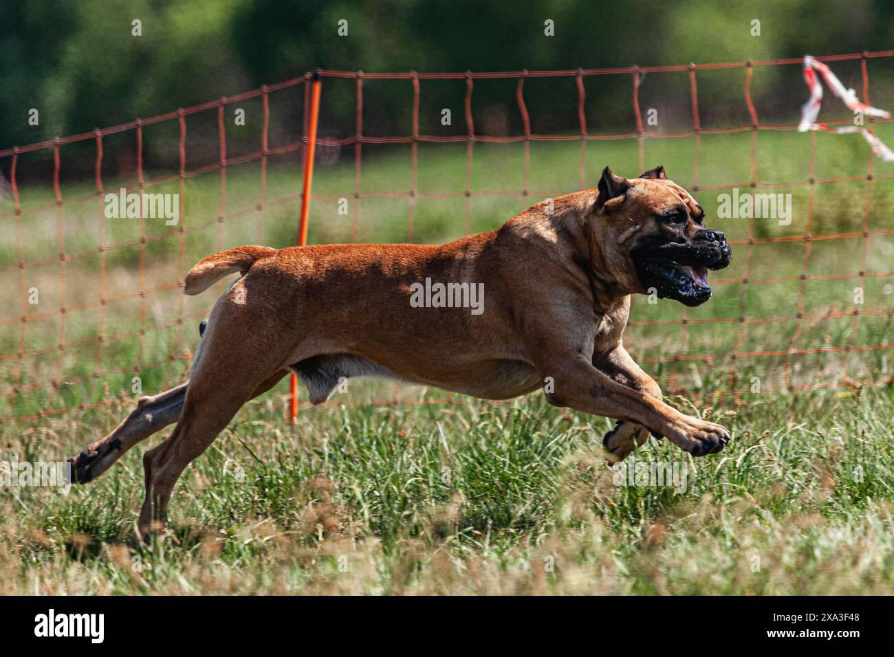 Cane Corso running across the field Stock Photo - Alamy