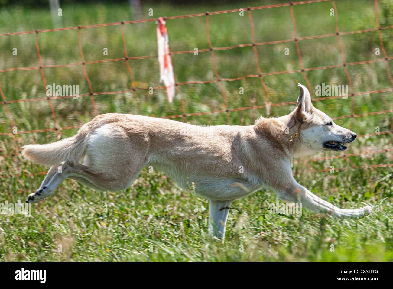 Dog running in field on lure coursing competition Stock Photo - Alamy