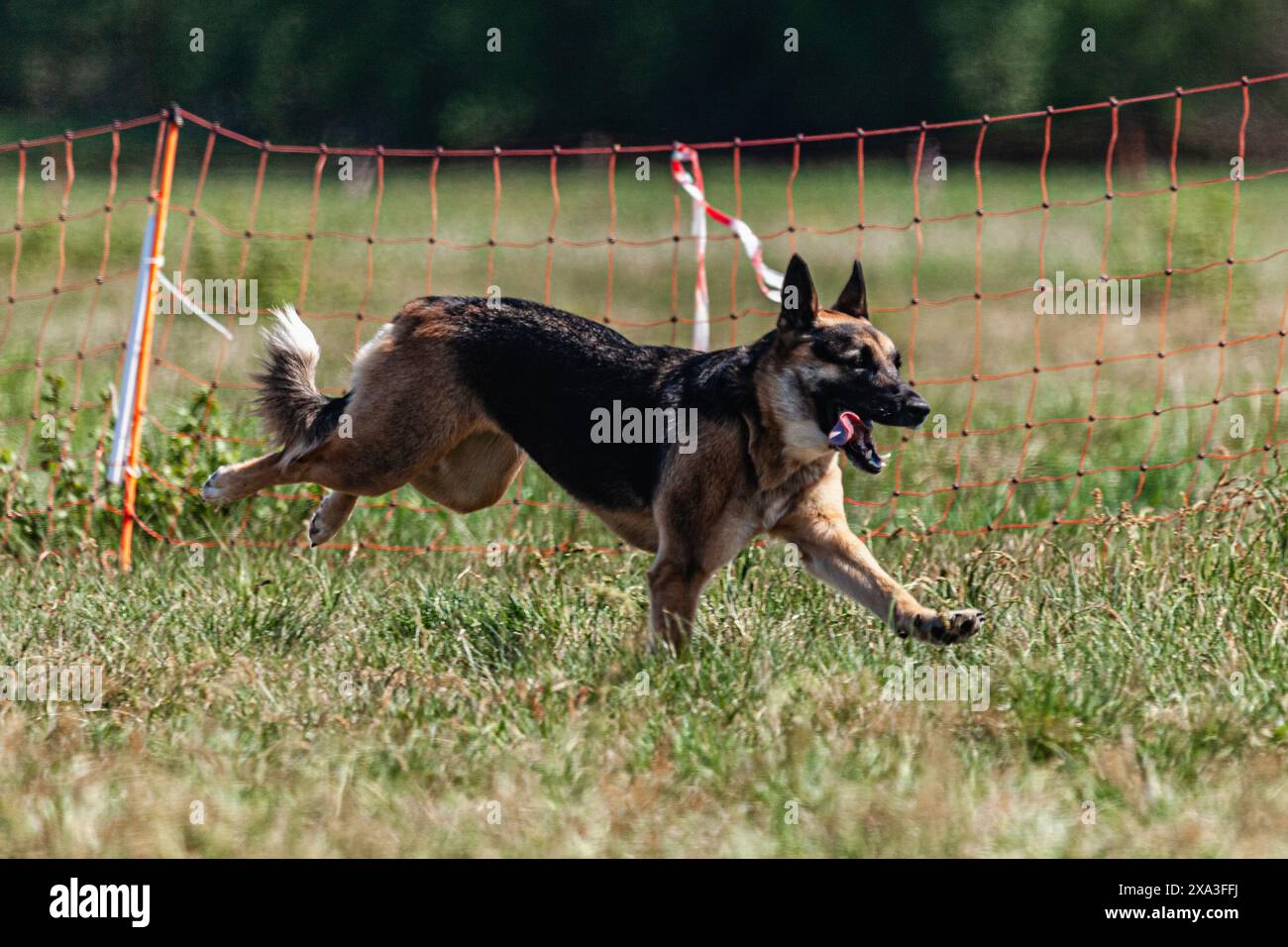 Dog running and chasing lure coursing dog sport Stock Photo - Alamy