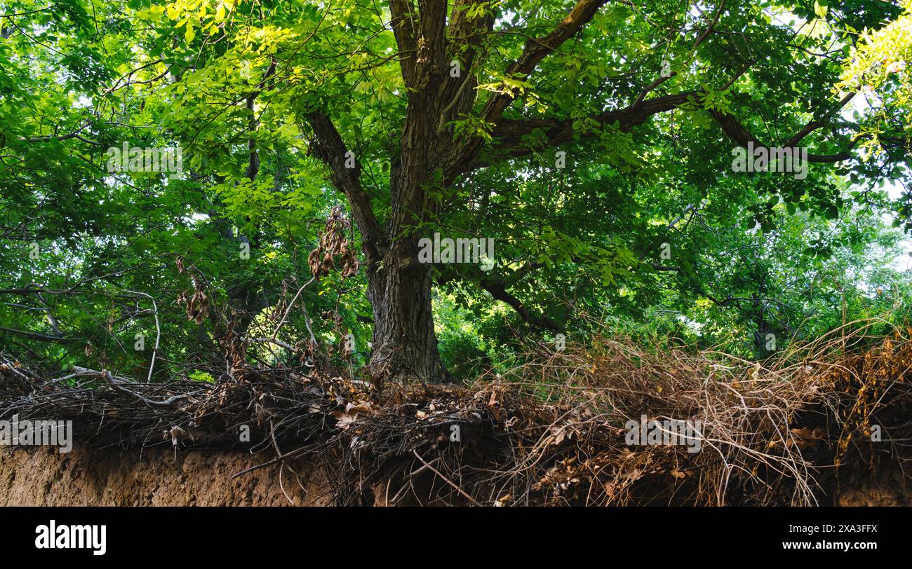 Gardens near Chamran street, Shiraz, Iran Stock Photo - Alamy
