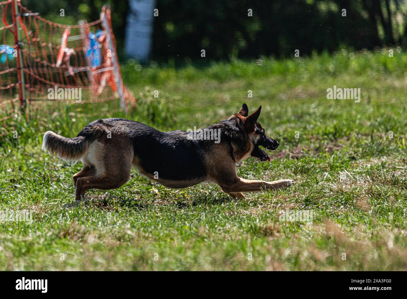 Dog running and chasing lure coursing dog sport Stock Photo - Alamy