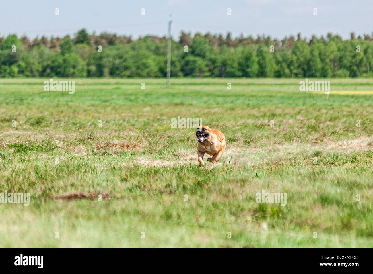 Cane Corso running across the field Stock Photo - Alamy