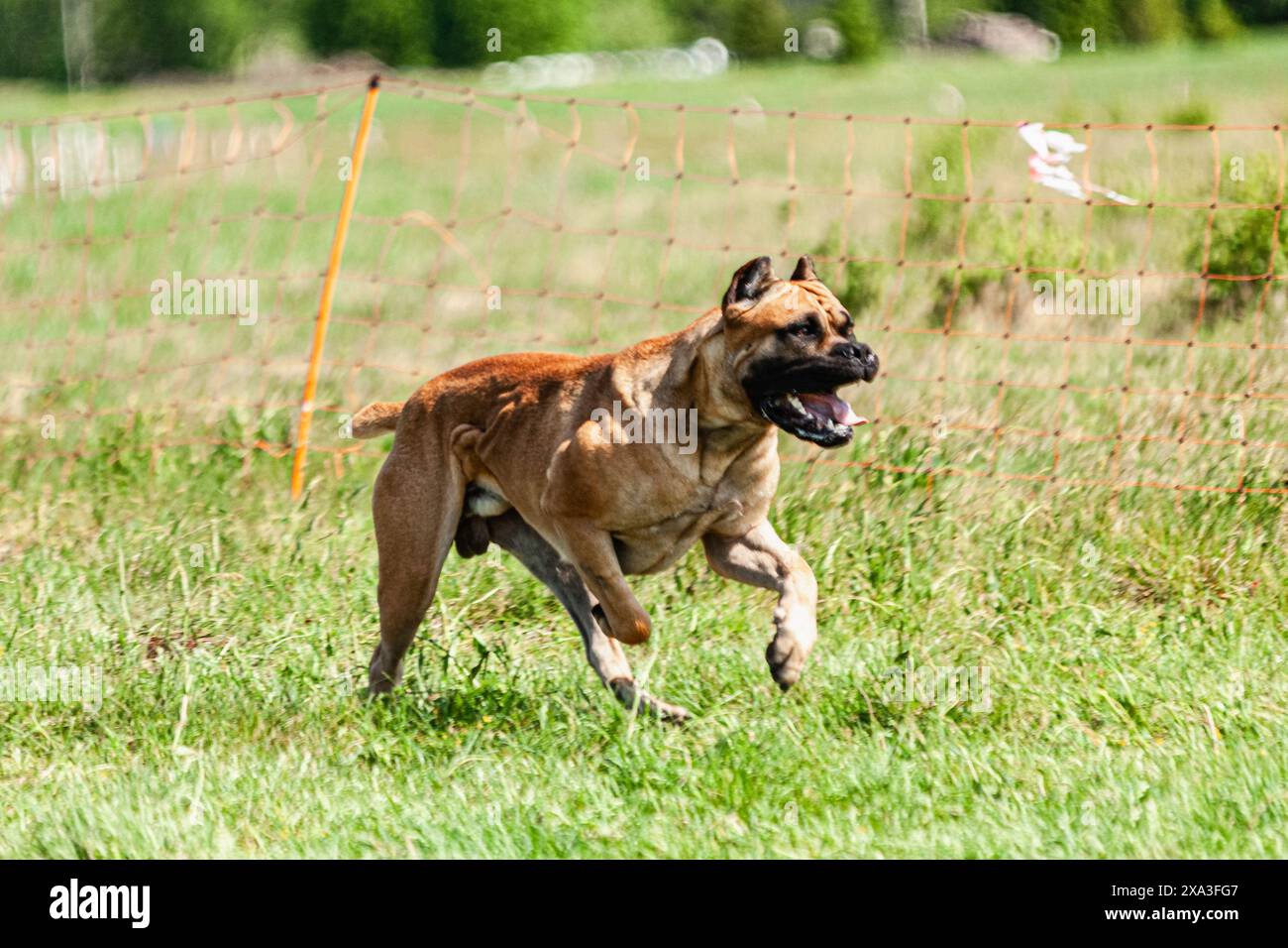 Cane Corso running across the field Stock Photo - Alamy