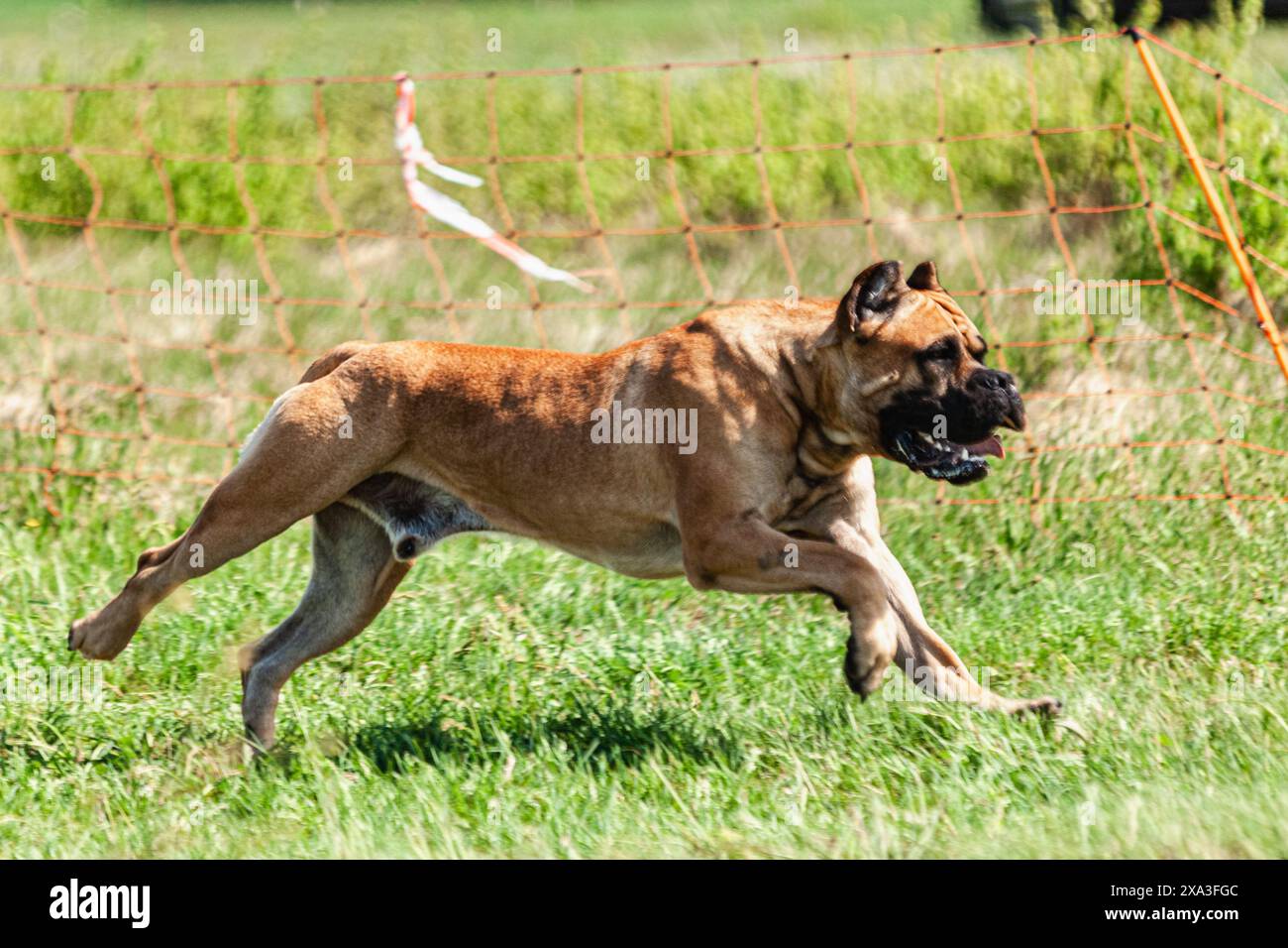 Cane Corso running across the field Stock Photo - Alamy