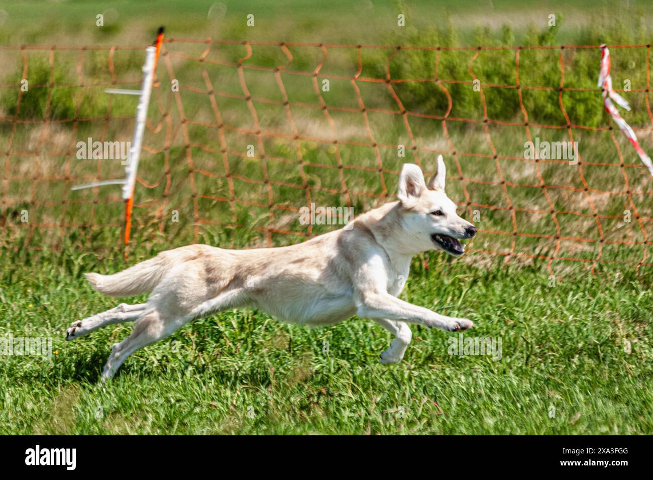 Healthy purebred dog running hi-res stock photography and images - Alamy