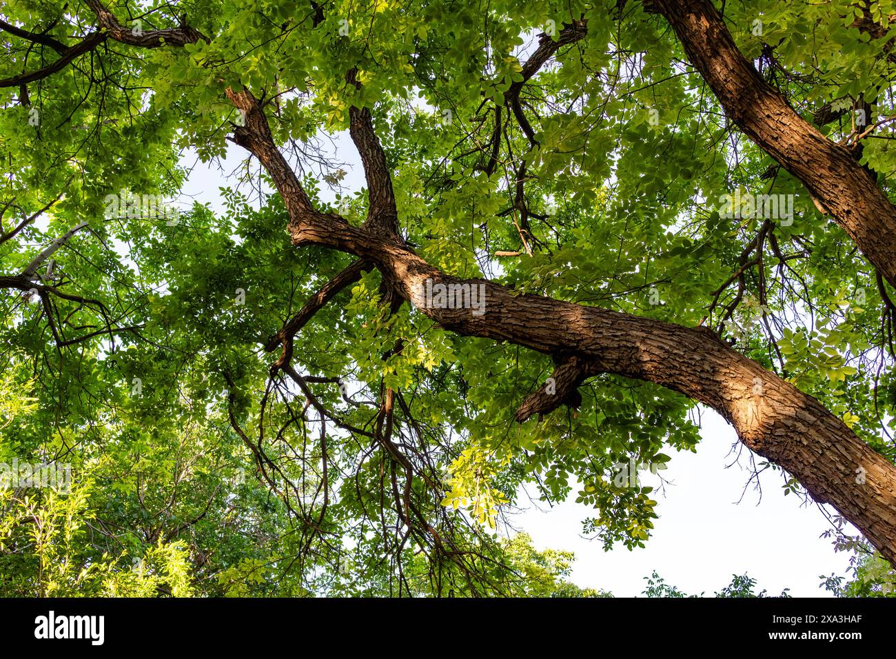 Gardens around Chamran Street, Shiraz, Iran Stock Photo - Alamy
