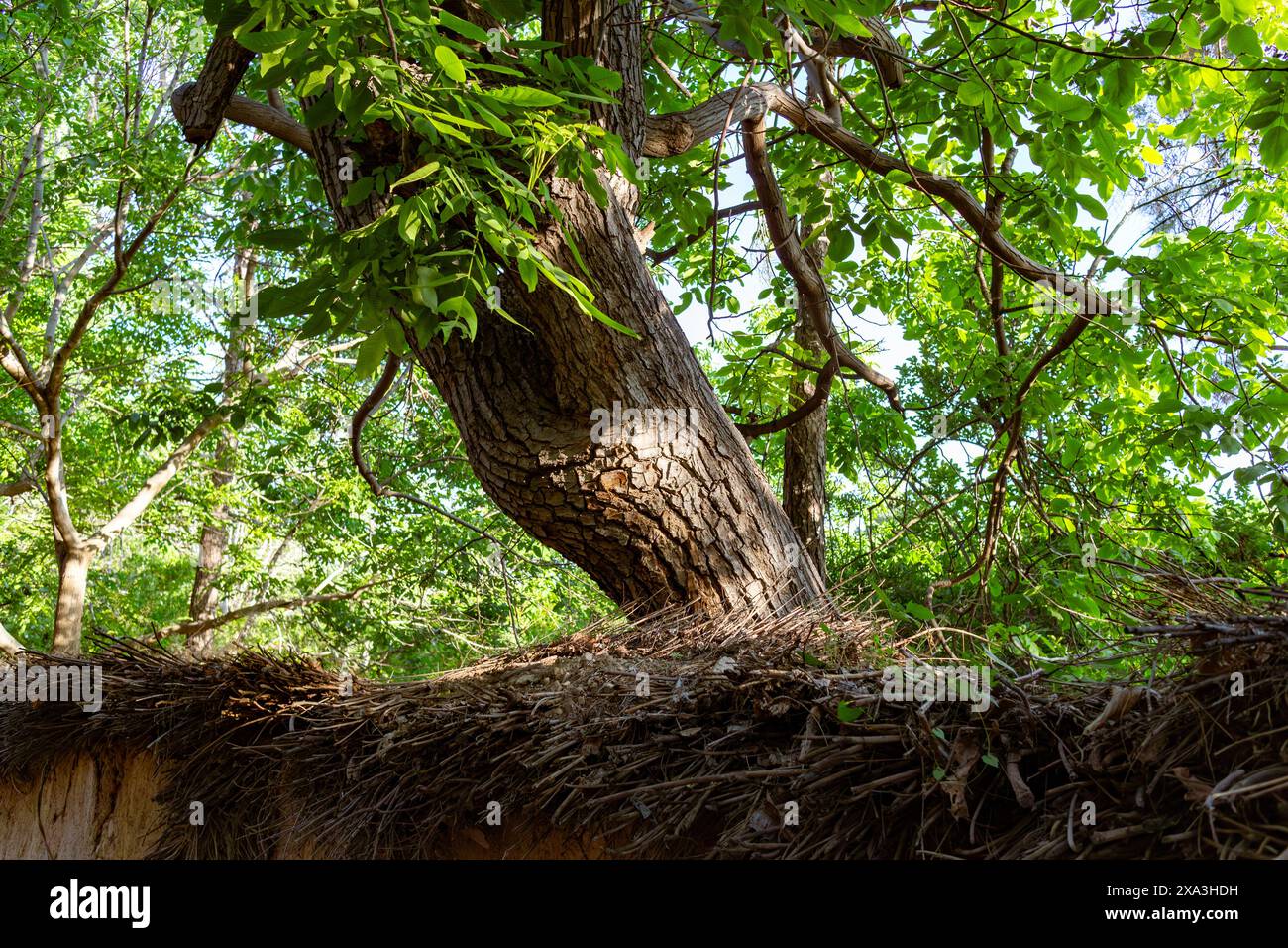 Gardens at Chamran street, Shiraz, Iran Stock Photo - Alamy