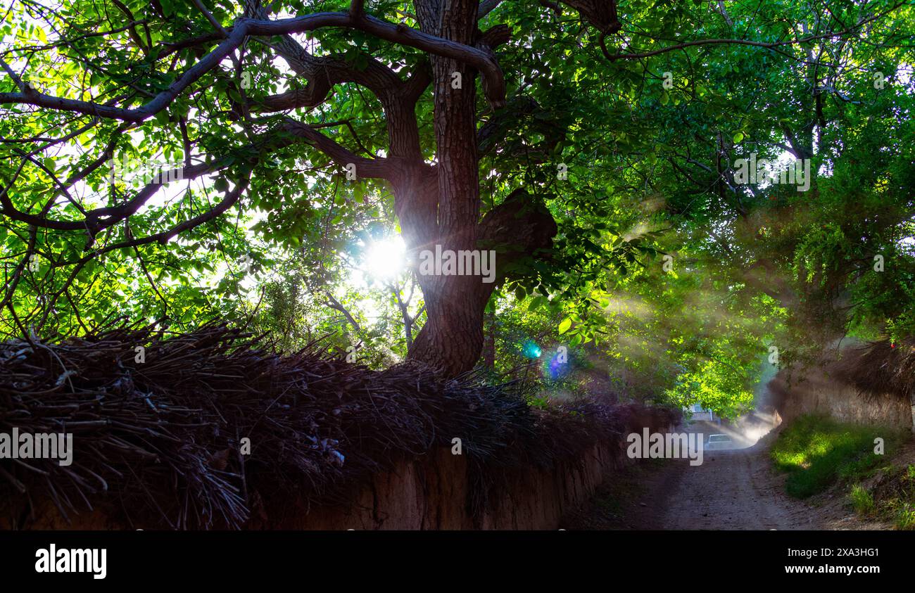Old gardens near Chamran street, Shiraz, Iran Stock Photo - Alamy