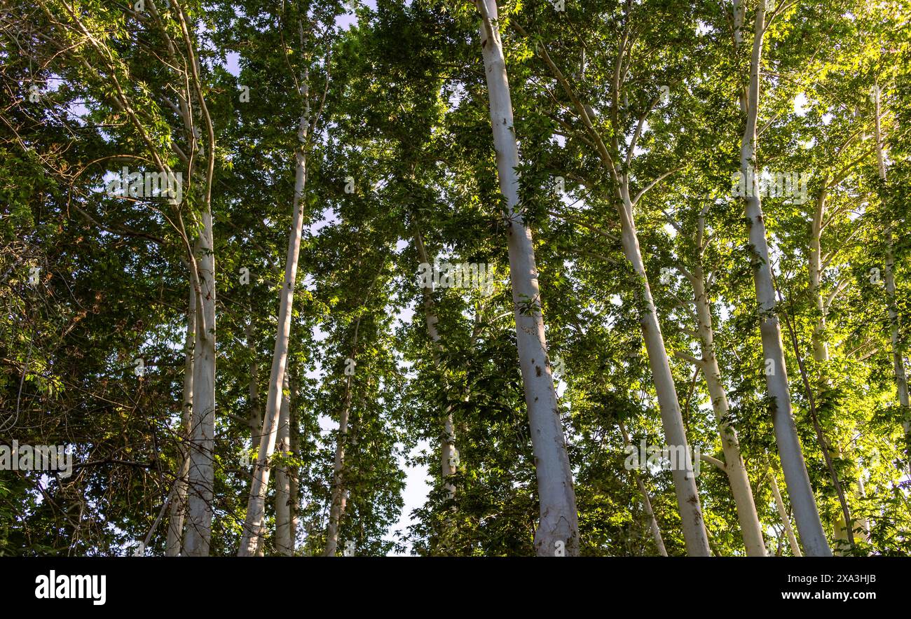 Tall trees, Chamran street, Shiraz, Iran Stock Photo - Alamy