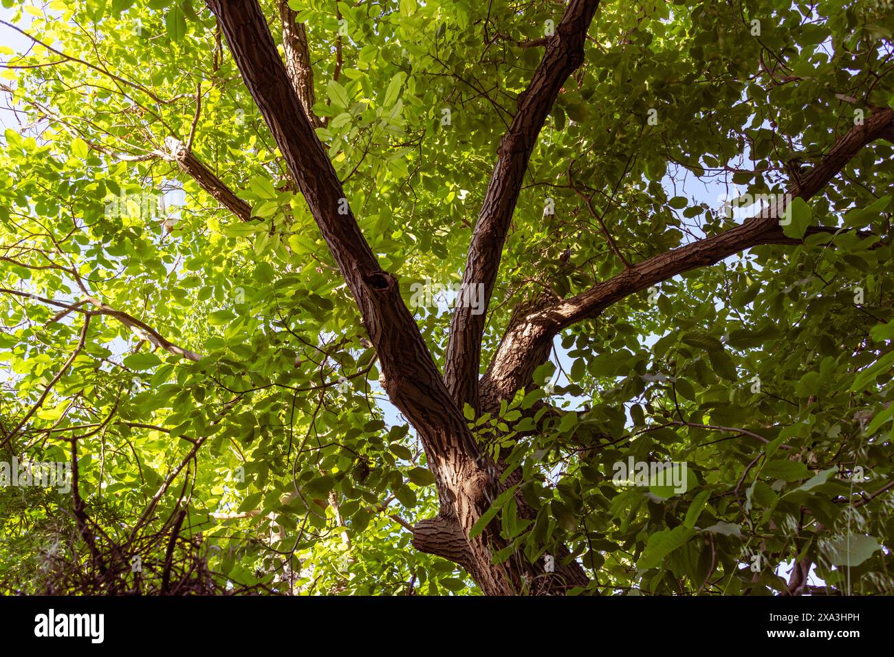 Big trees in gardens at Chamran street, Shiraz, Iran Stock Photo - Alamy