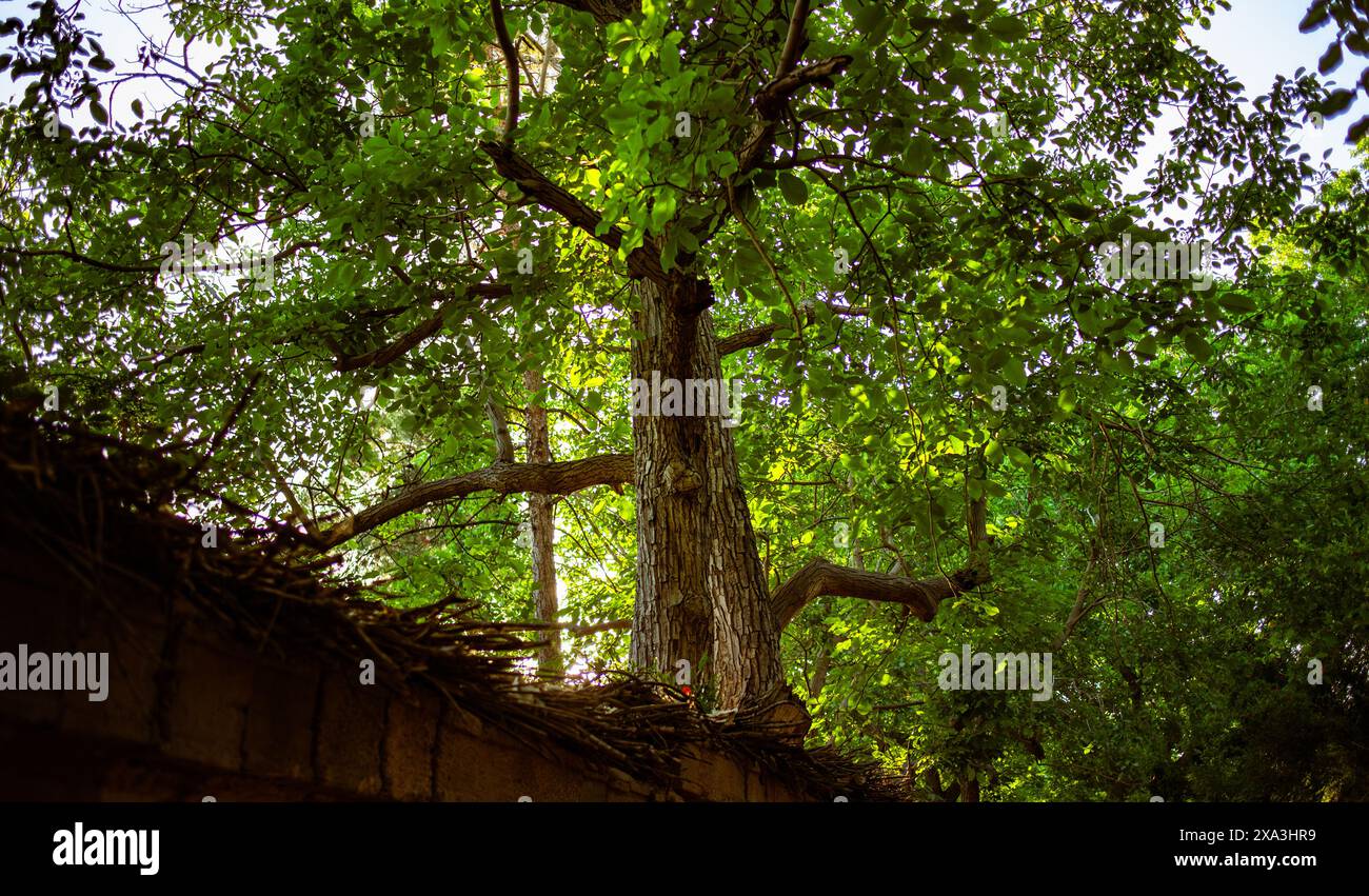 Old gardens, Chamran street, Shiraz, Iran Stock Photo - Alamy