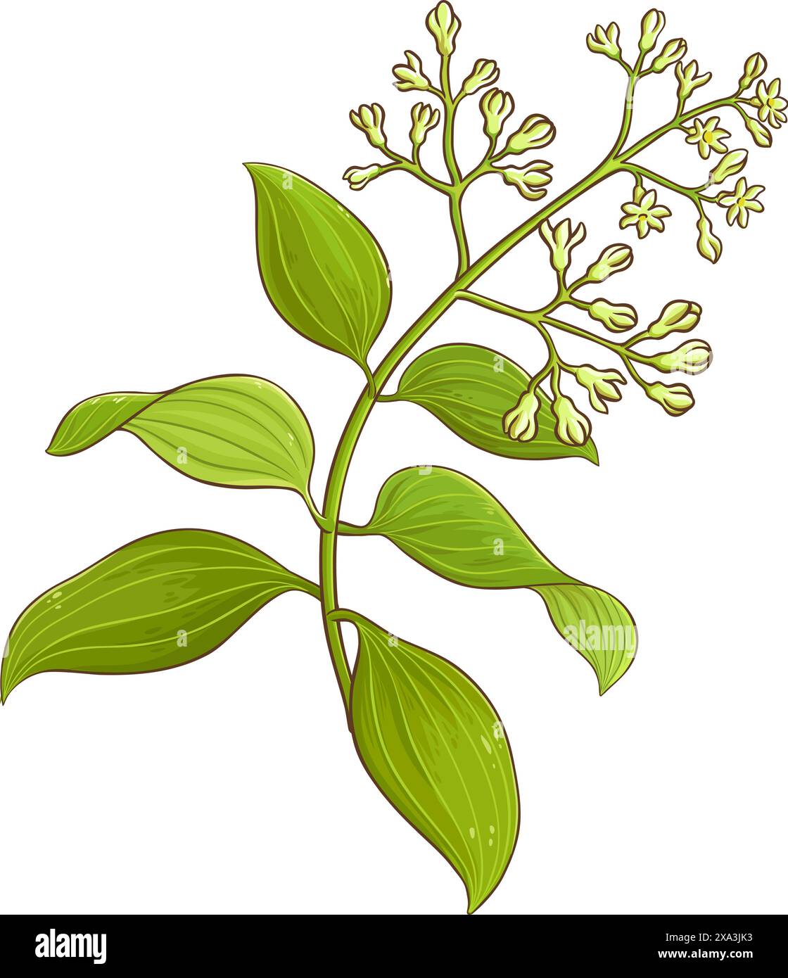 Cinnamon Branch Colored Detailed Illustration Stock Vector Image & Art ...