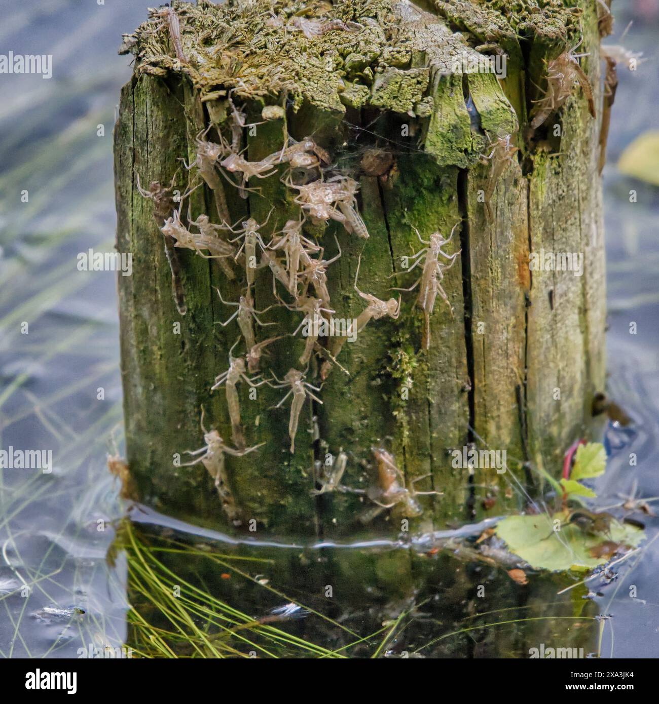 Damselfly larvae and larval shells clinging to a stump in a pond ...