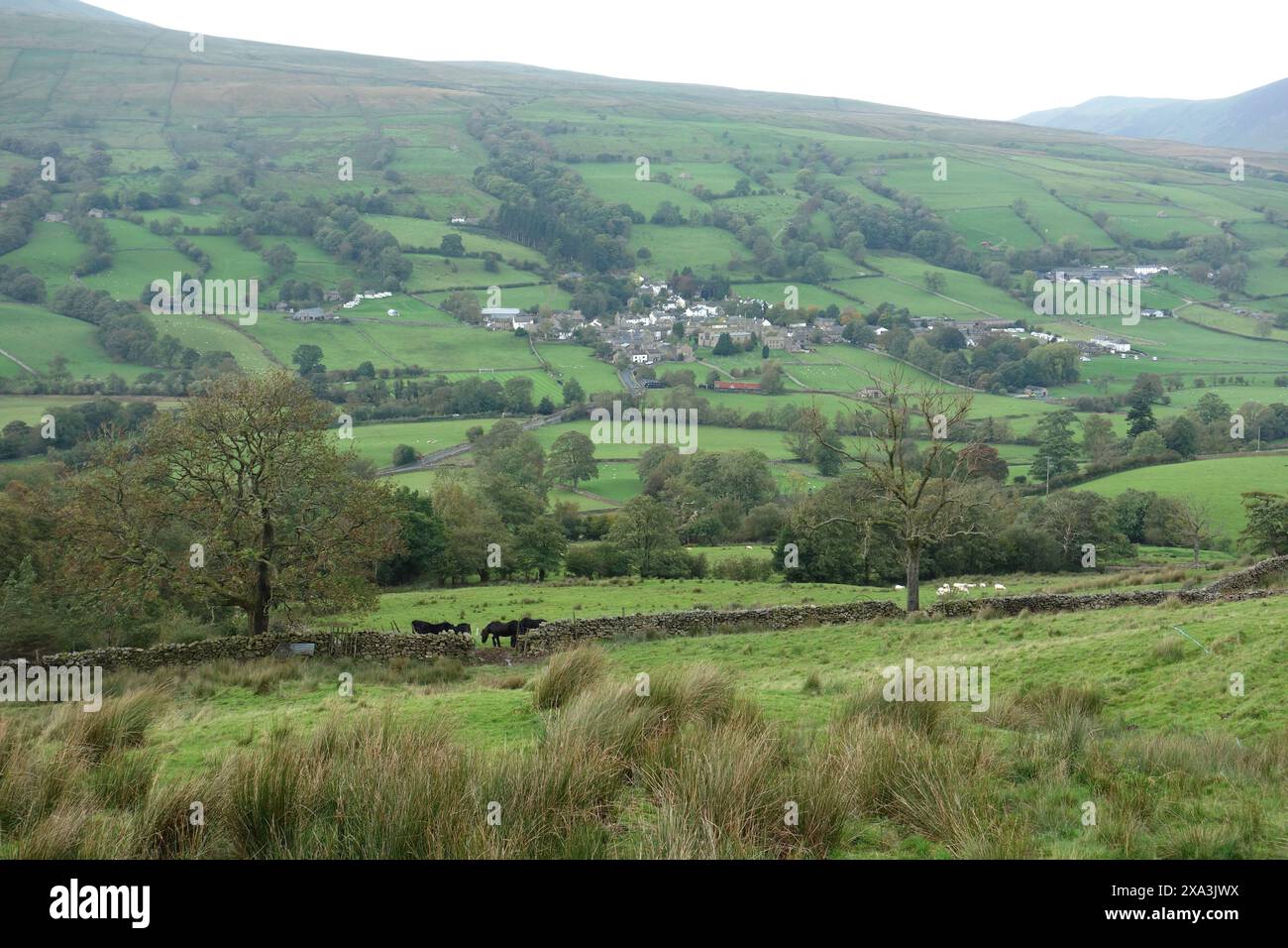 Black Fell Ponies by a Gate in a Dry Stone Wall Above Dent on Route to ...