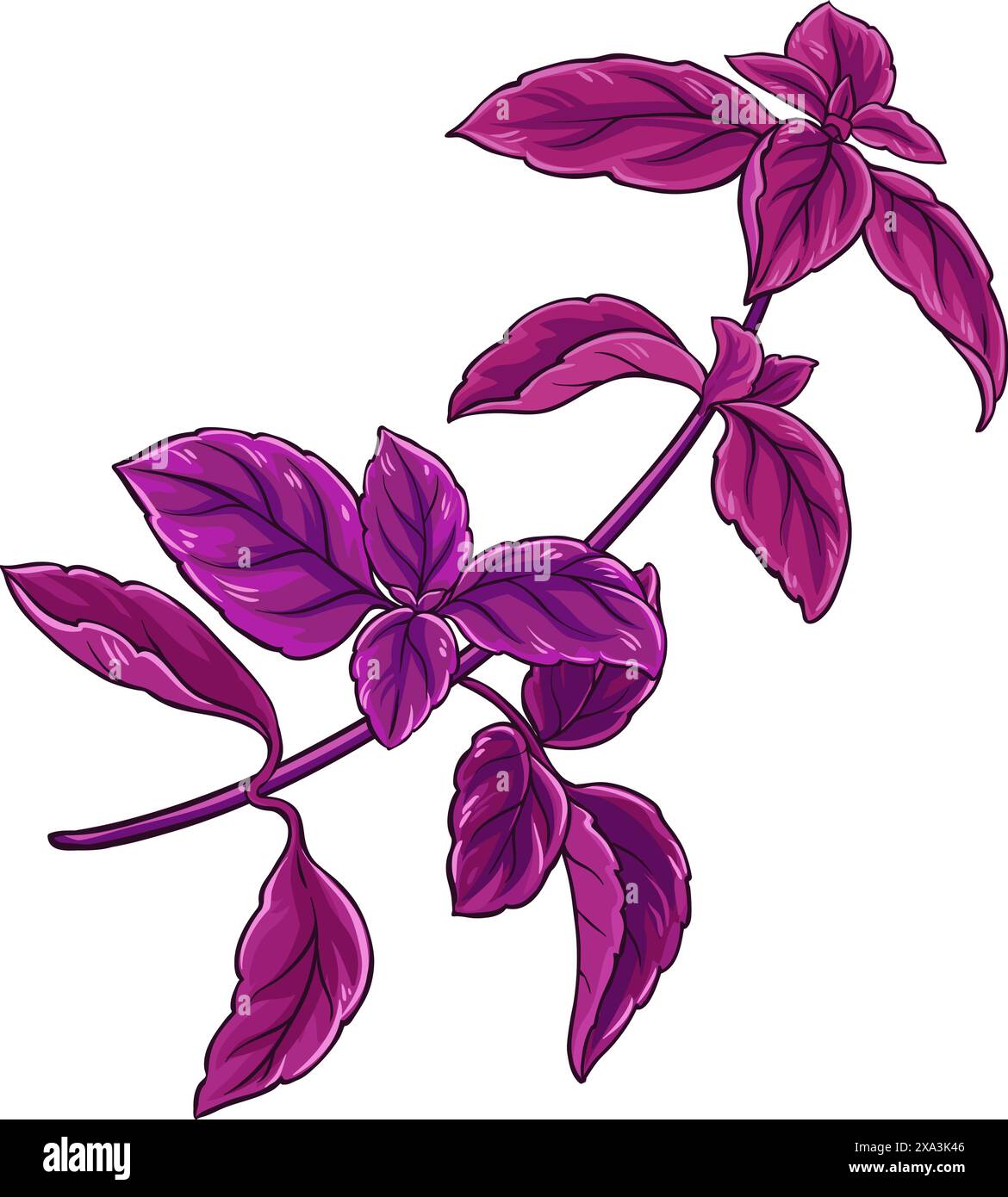 Purple Basil Branch Colored Detailed Illustration Stock Vector Image ...