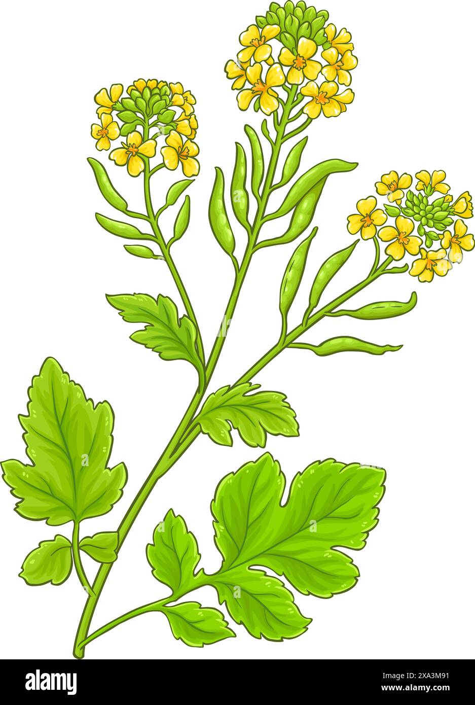 Mustard Plant Colored Detailed Illustration Stock Vector Image & Art ...