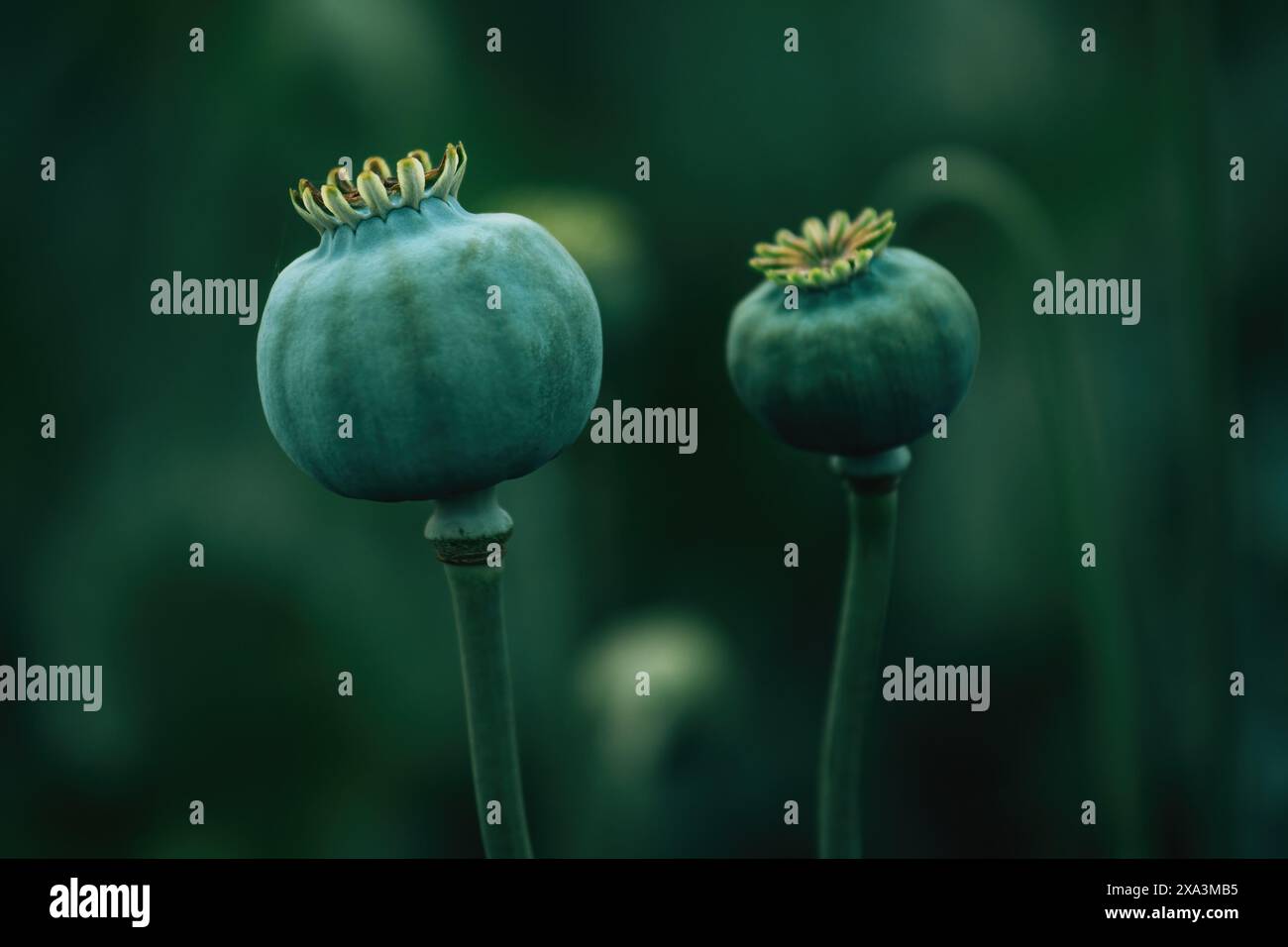Green unripe capsules of opium poppy (Papaver somniferum), selective ...