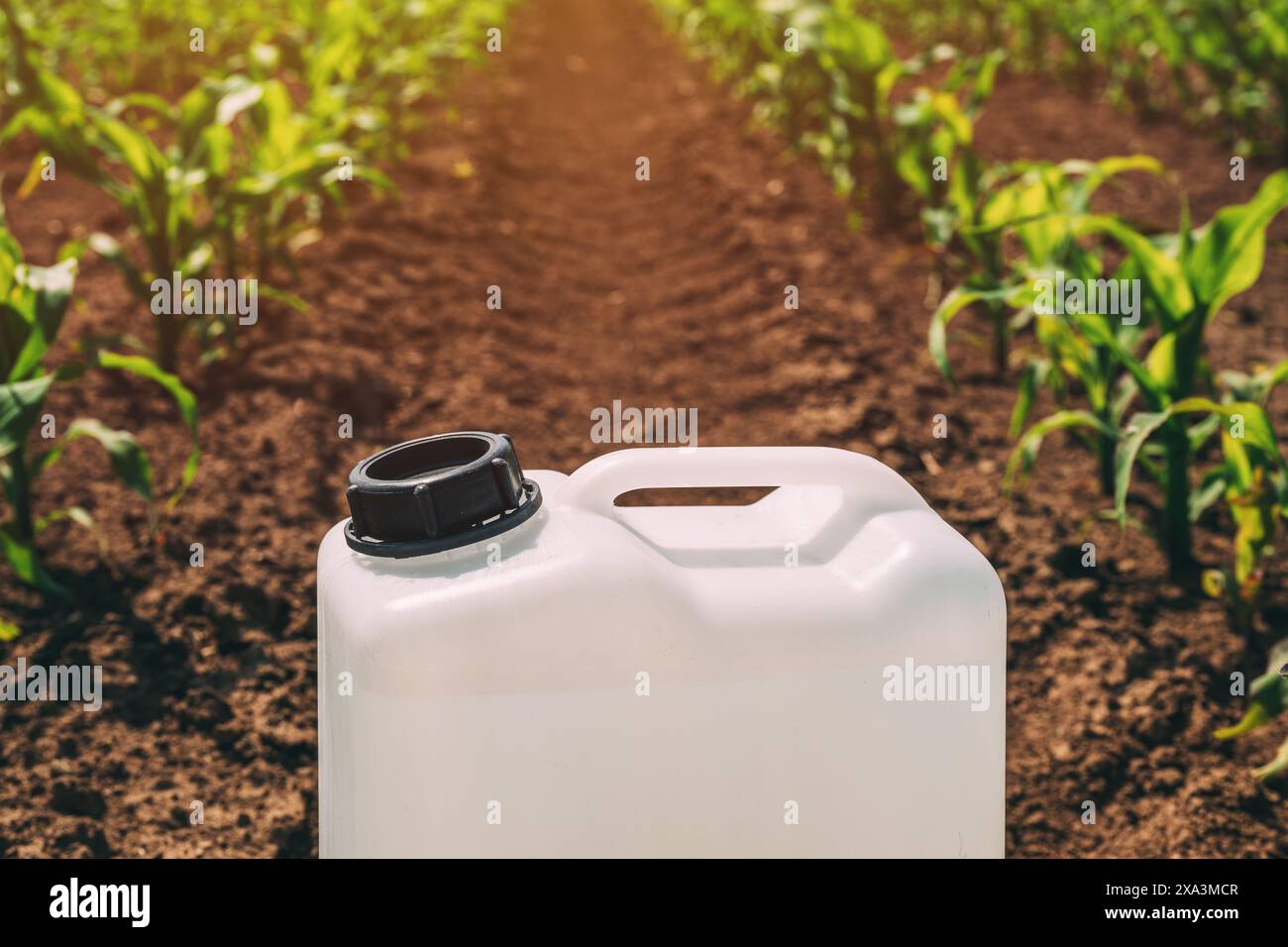 Closeup of herbicide container in corn maize crop field, selective ...