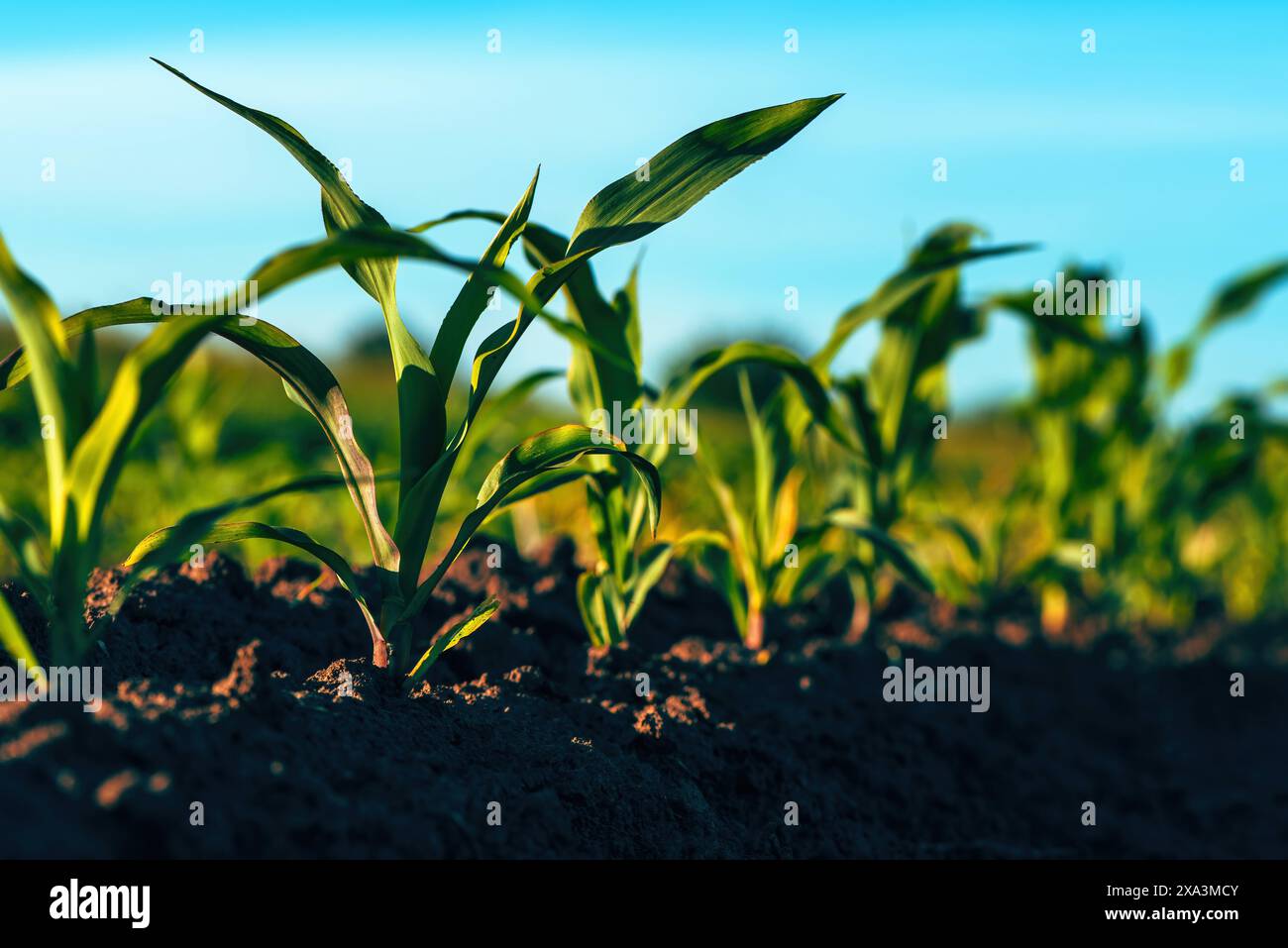 Maize crop field with corn plants in four to five leaves growth ...