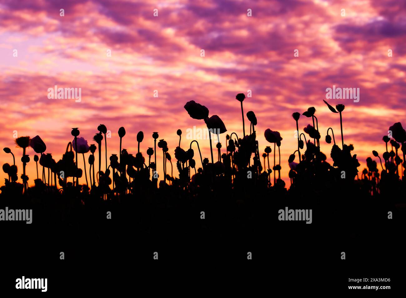 Back lit silhouette of opium poppy crops in field with majestic purple ...