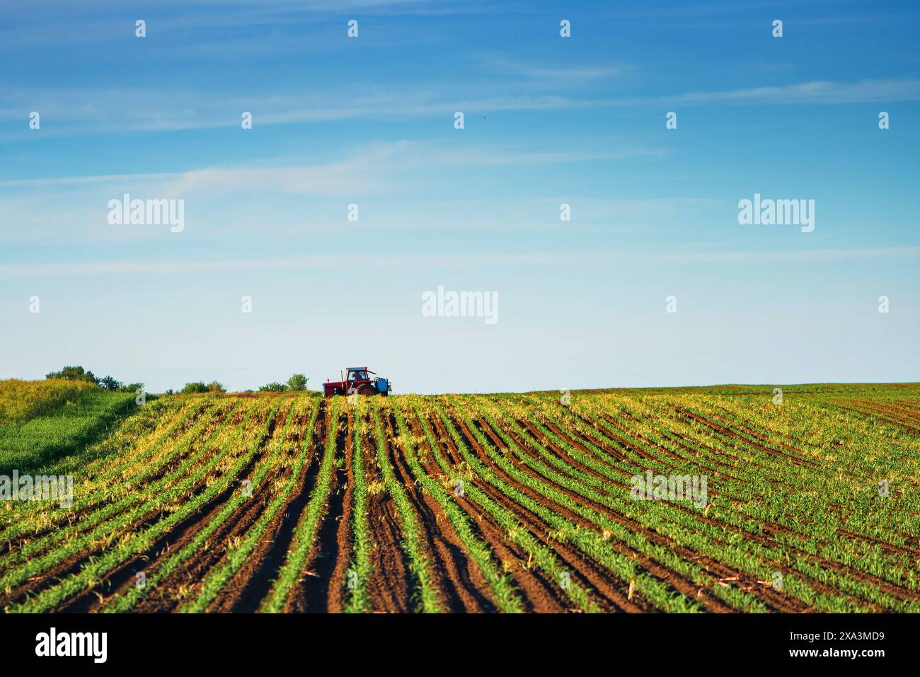 Tractor with crop sprayer equipment attached in cultivated maize field ...
