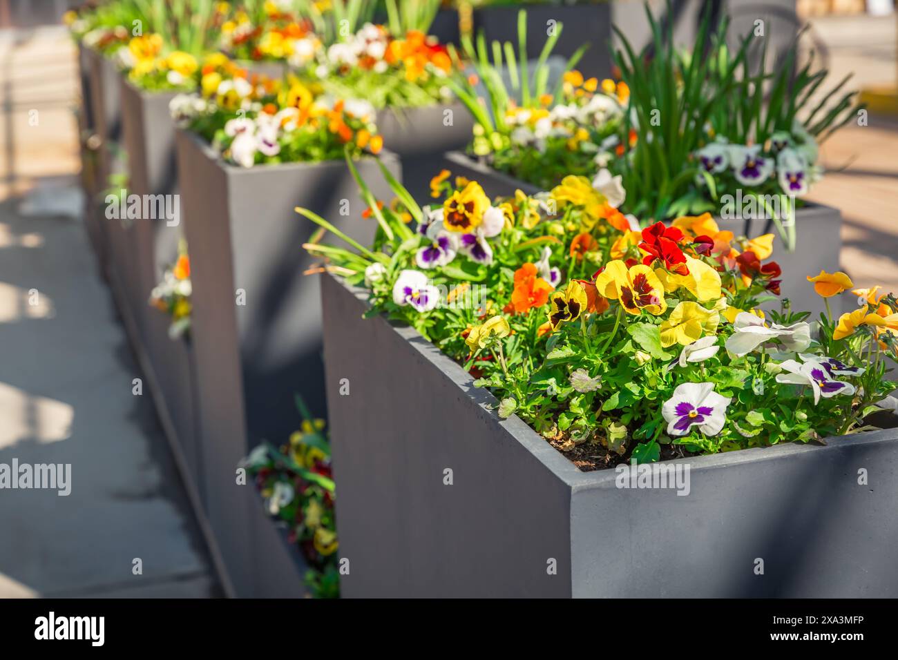 Modern raised beds and high flower pots in a flower shop Stock Photo ...