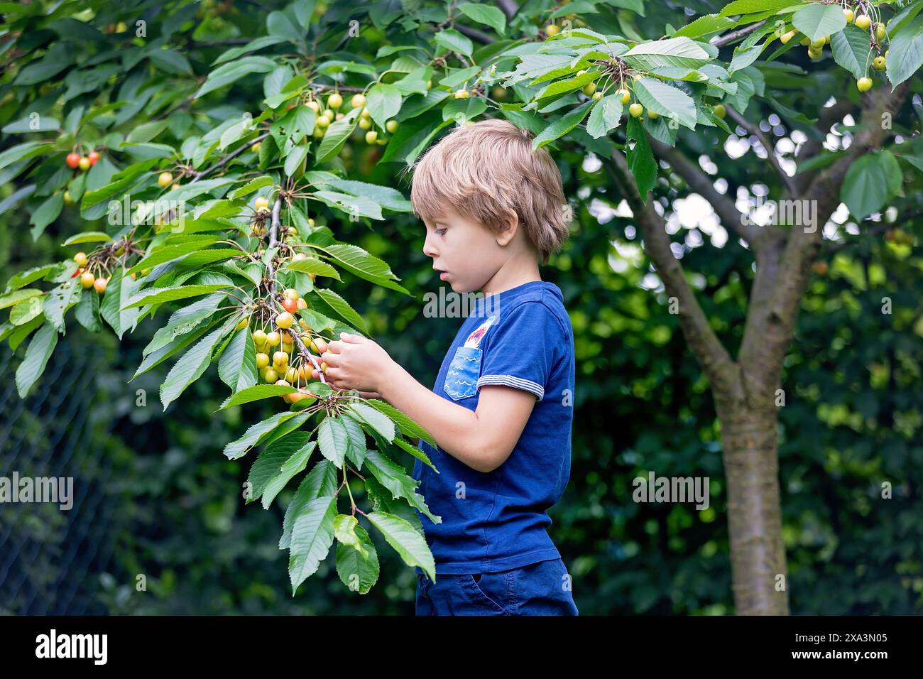 Cute child, school boy, eating cherries from the tree in garden, still ...