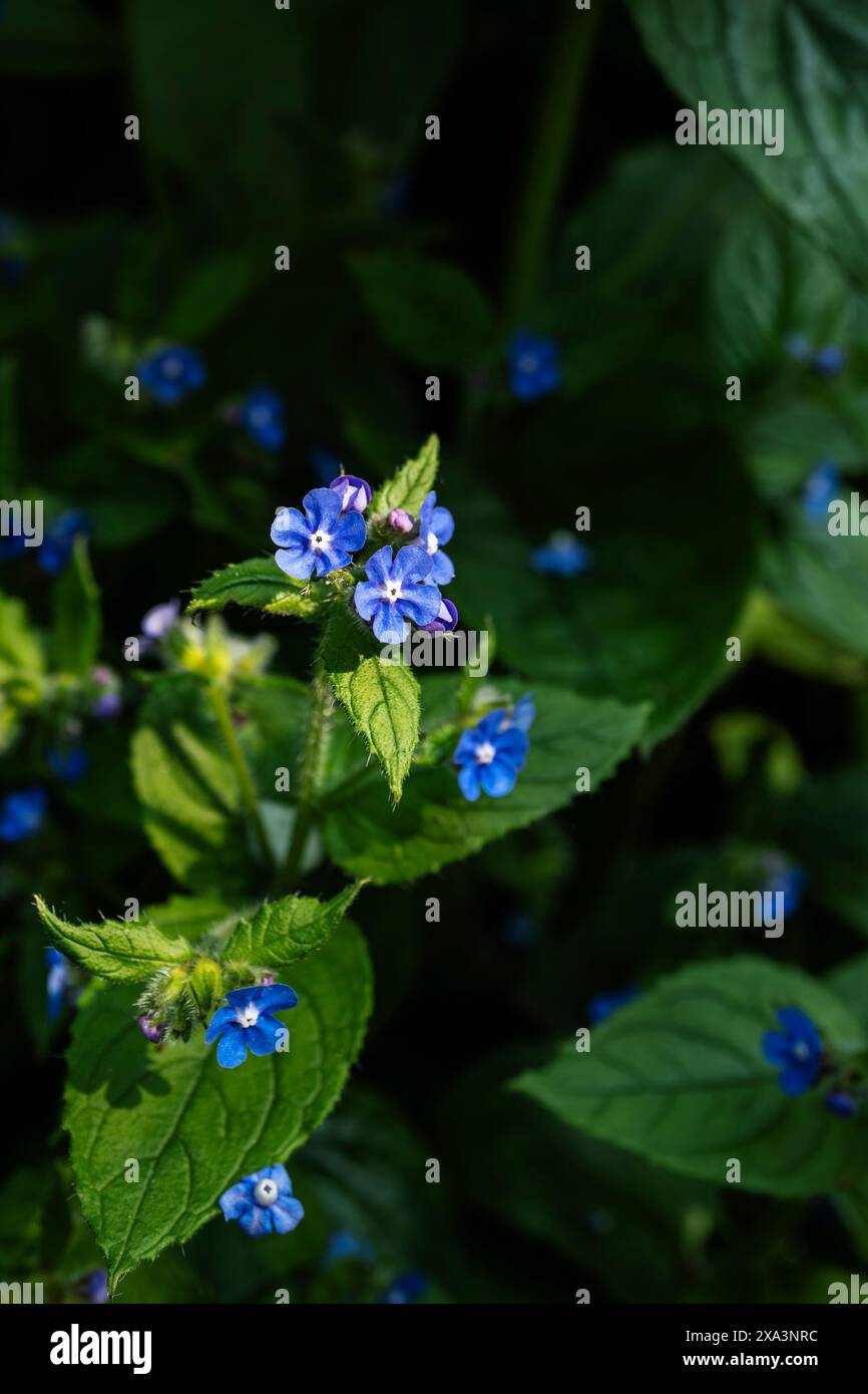 Pretty blue flowers Green Alkanet Plant Pentaglottis sempervirens ...